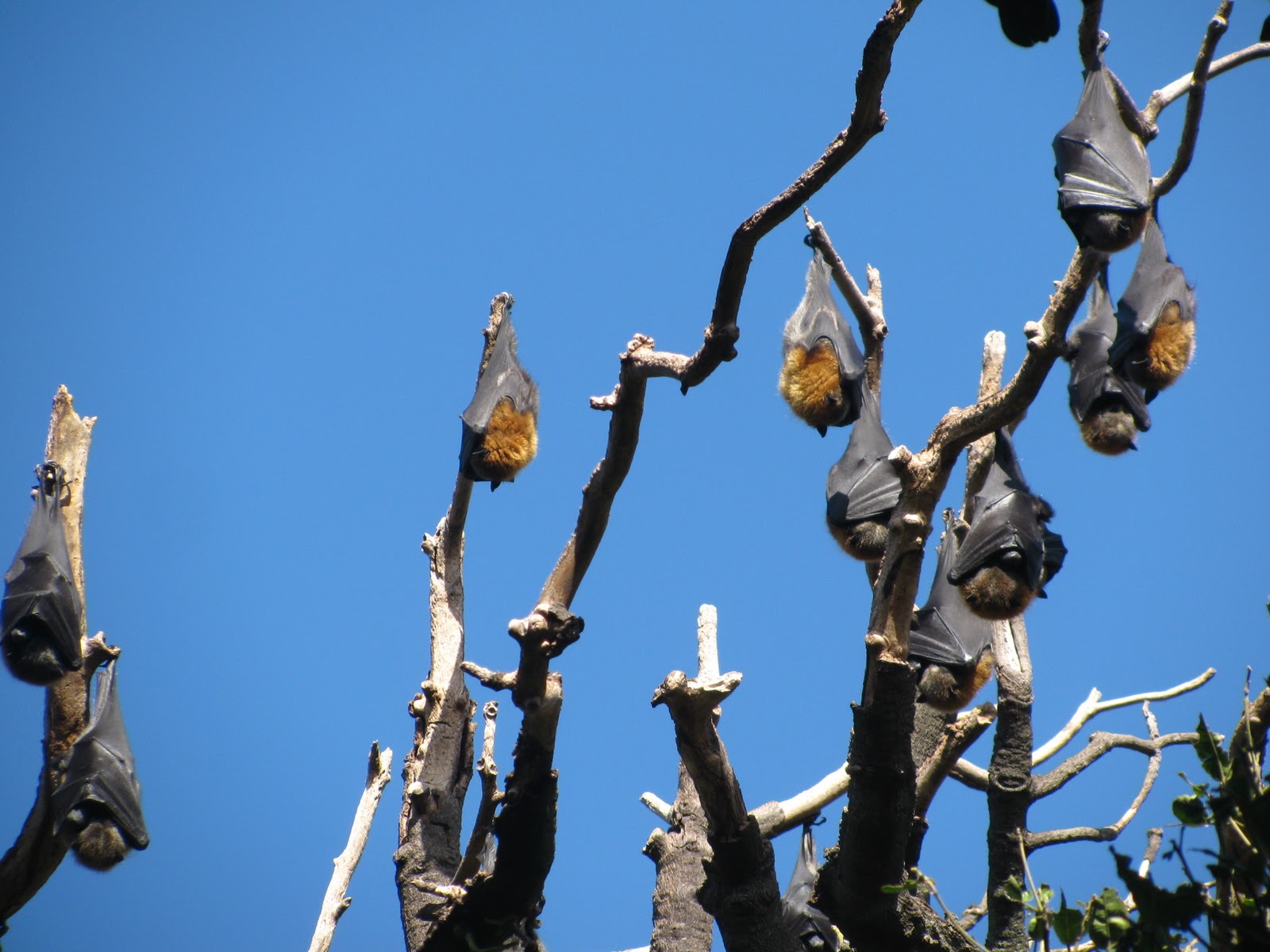 23 Bats in Sydney Botanical Garden Ideas You Should Look | SharonSable