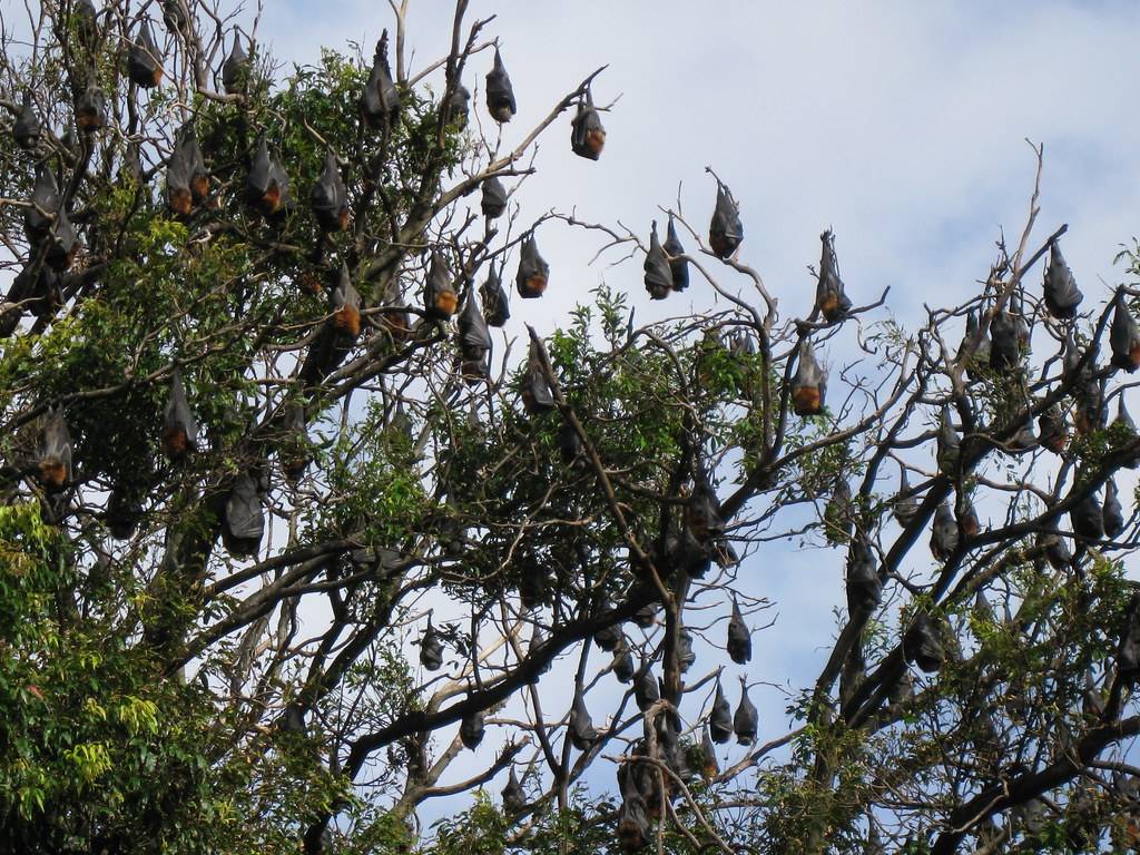 23 Bats in Sydney Botanical Garden Ideas You Should Look | SharonSable