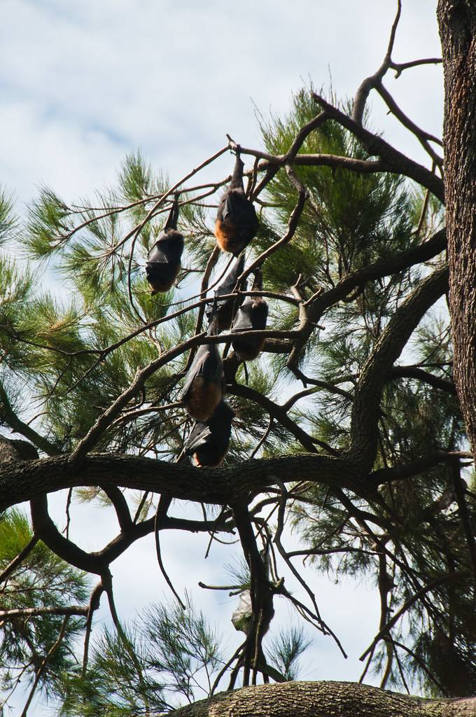 23 Bats in Sydney Botanical Garden Ideas You Should Look | SharonSable