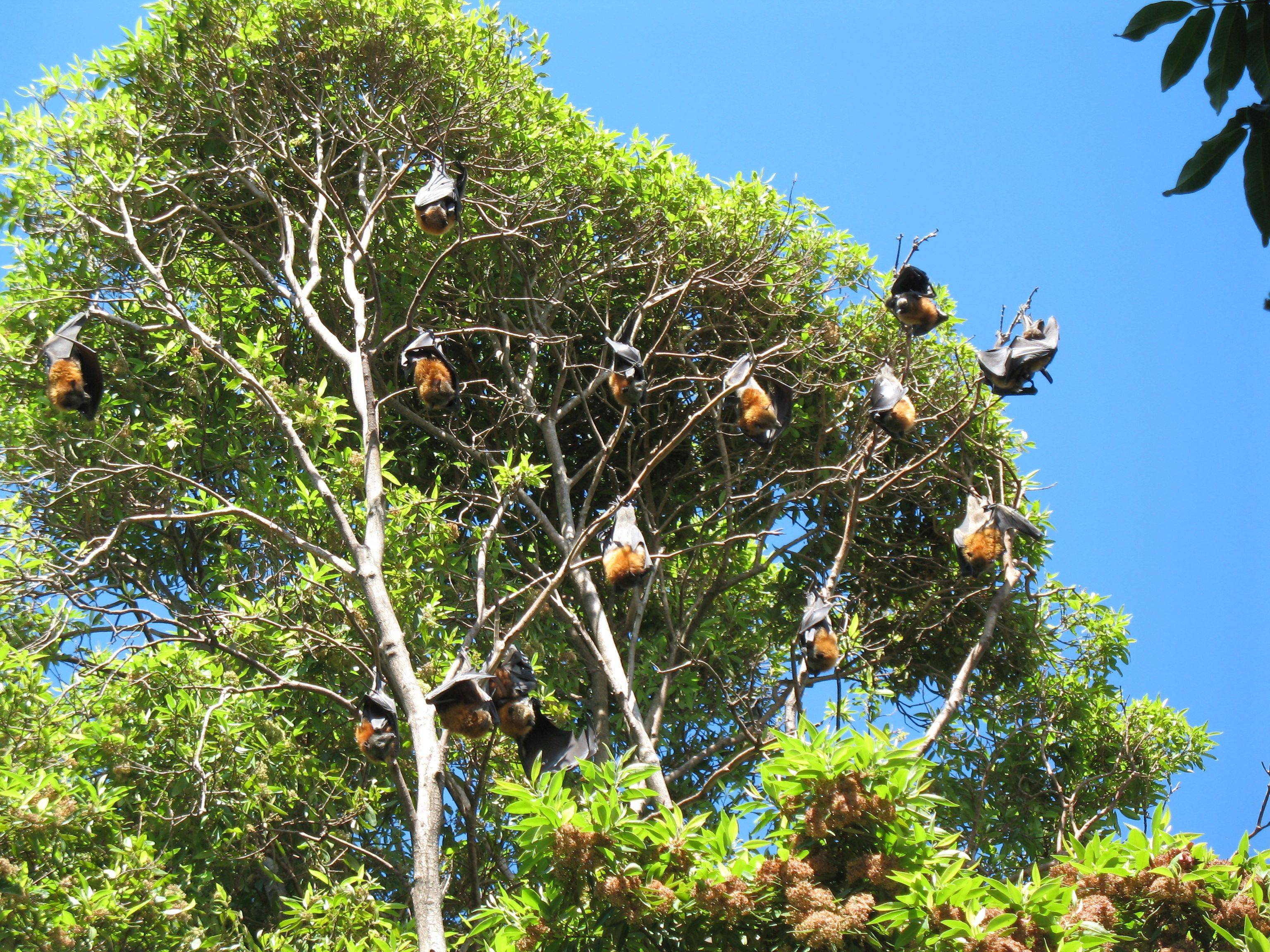 23 Bats in Sydney Botanical Garden Ideas You Should Look | SharonSable