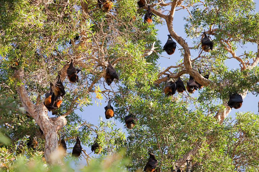 23 Bats in Sydney Botanical Garden Ideas You Should Look | SharonSable