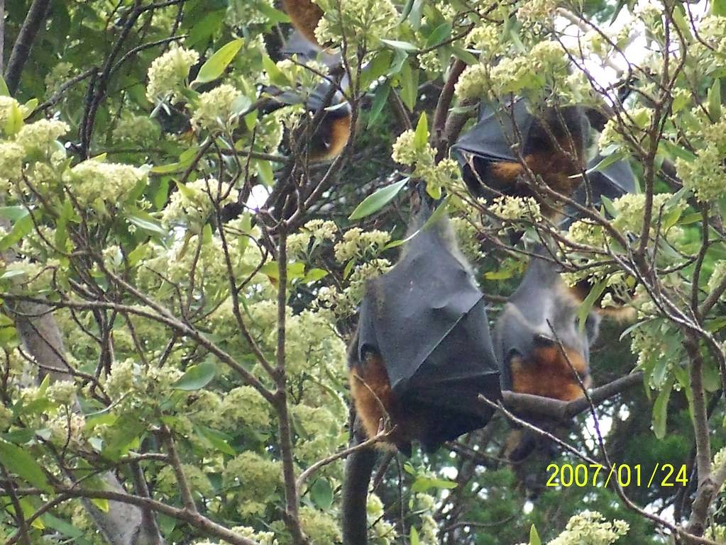 23 Bats in Sydney Botanical Garden Ideas You Should Look | SharonSable