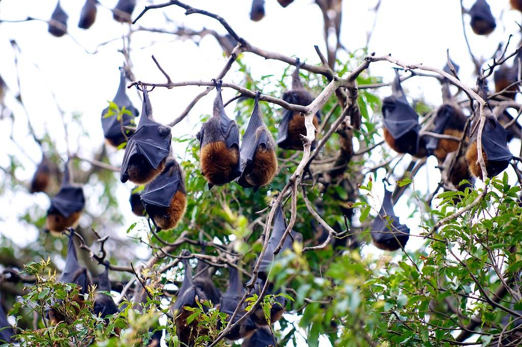 23 Bats in Sydney Botanical Garden Ideas You Should Look | SharonSable
