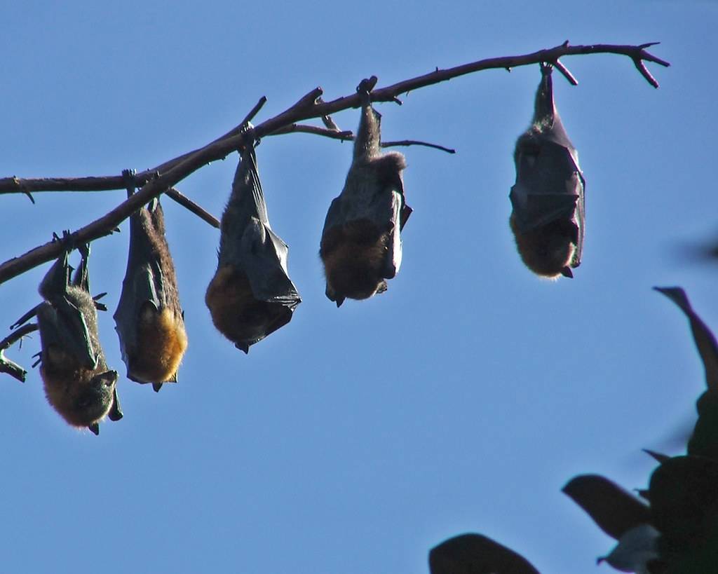 23 Bats in Sydney Botanical Garden Ideas You Should Look | SharonSable