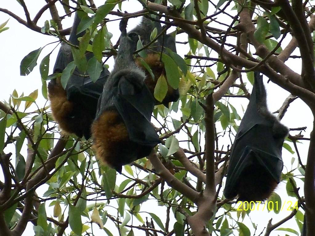 23 Bats in Sydney Botanical Garden Ideas You Should Look | SharonSable