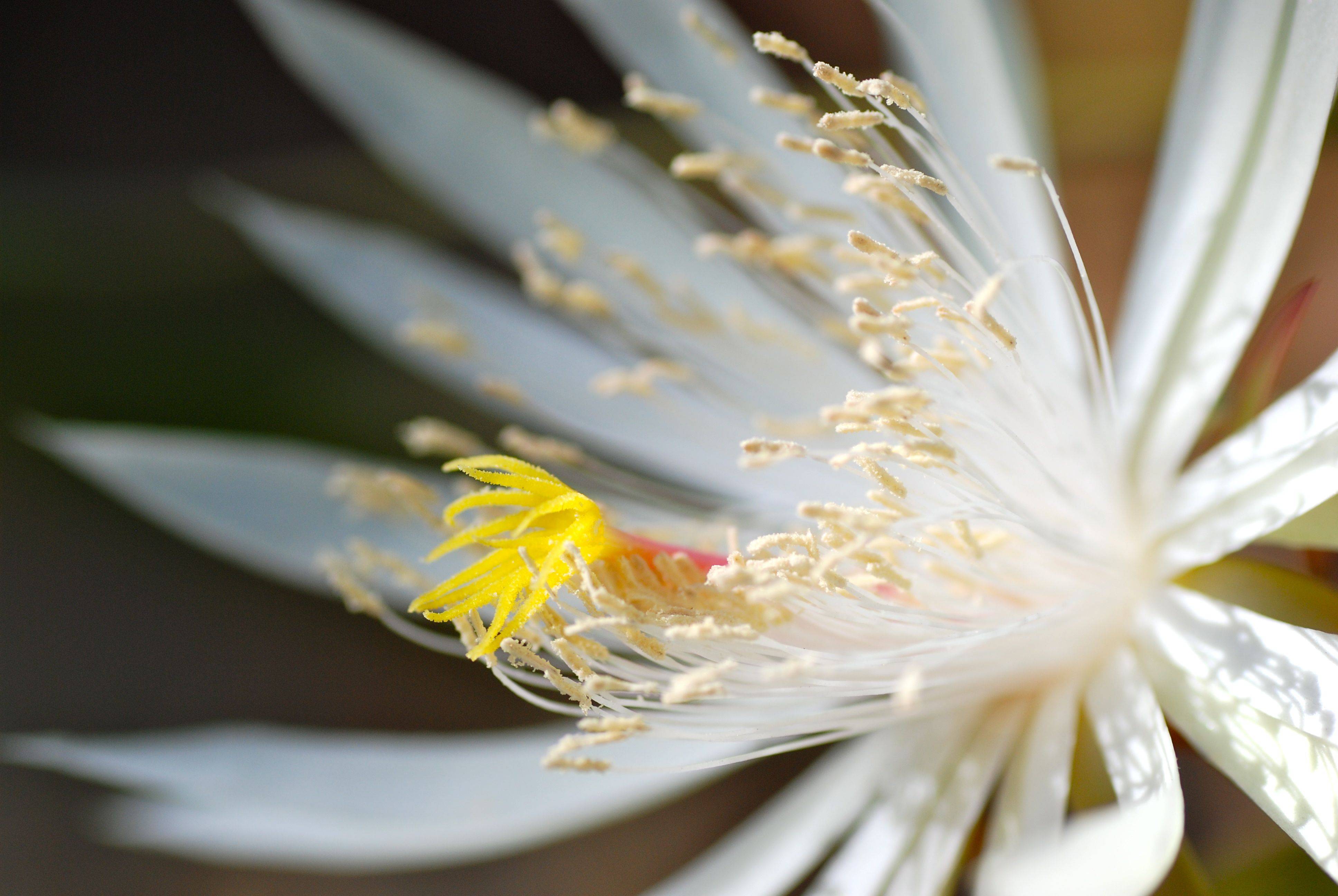 18 Night Blooming Garden Ideas To Consider | SharonSable
