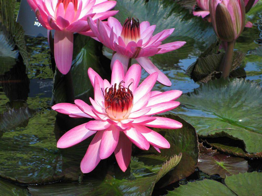 18 Night Blooming Garden Ideas To Consider | SharonSable