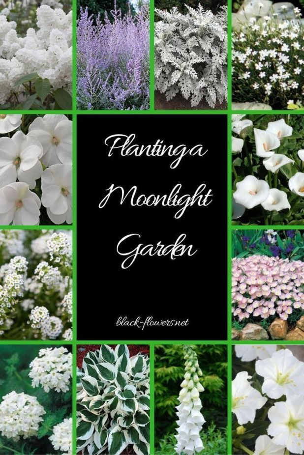 16 Beautiful Moonlight Garden Ideas To Consider | SharonSable