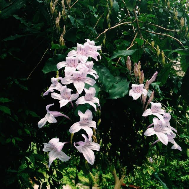 16 Beautiful Moonlight Garden Ideas To Consider | SharonSable