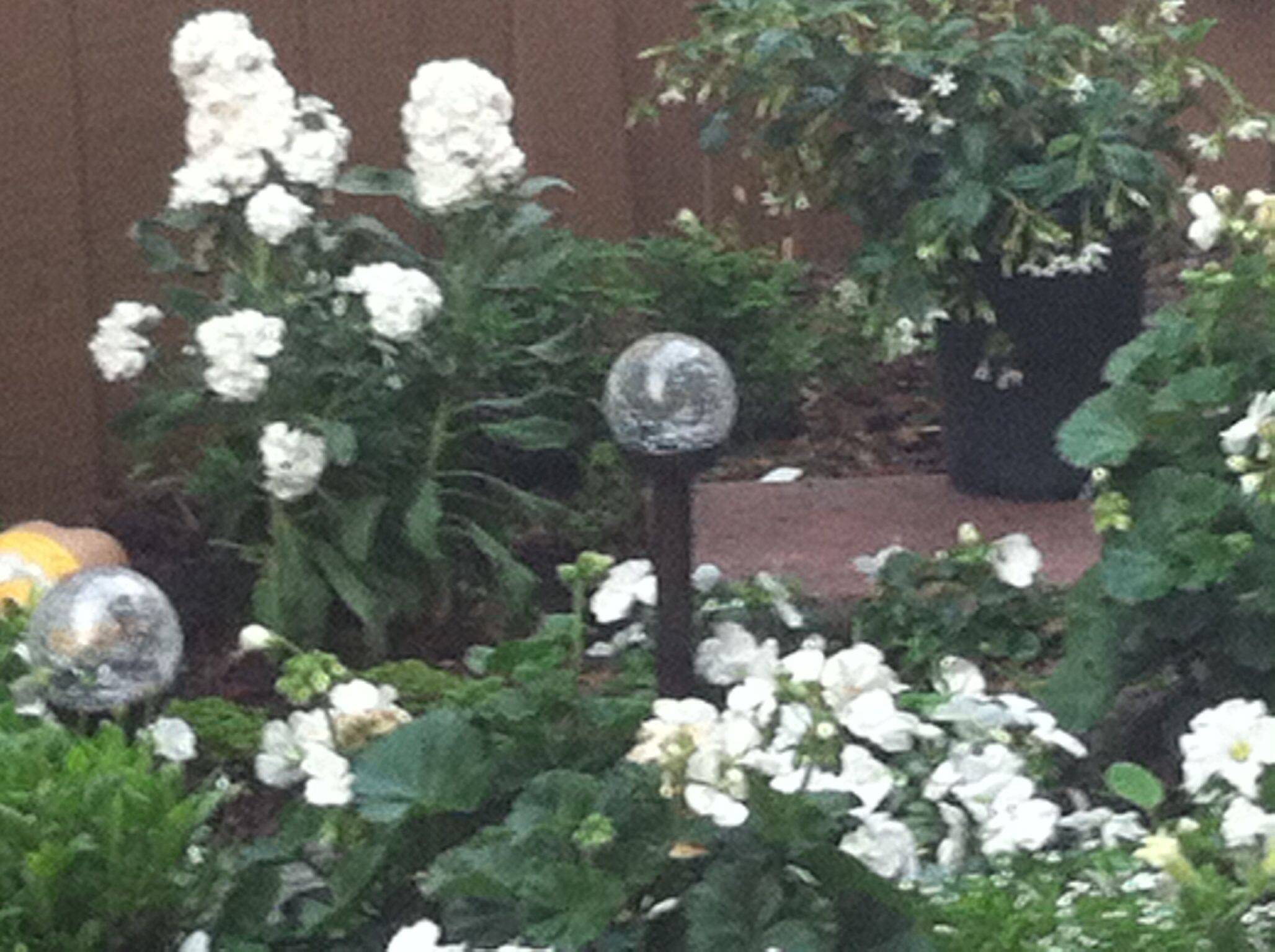 20 Full Moon Garden Ideas You Gonna Love | SharonSable