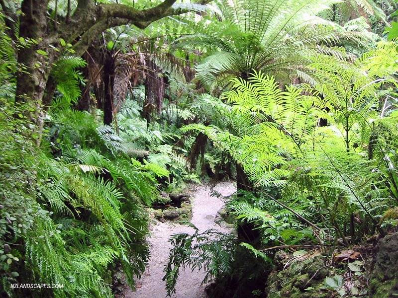 20 NZ Native Garden Ideas You Gonna Love | SharonSable