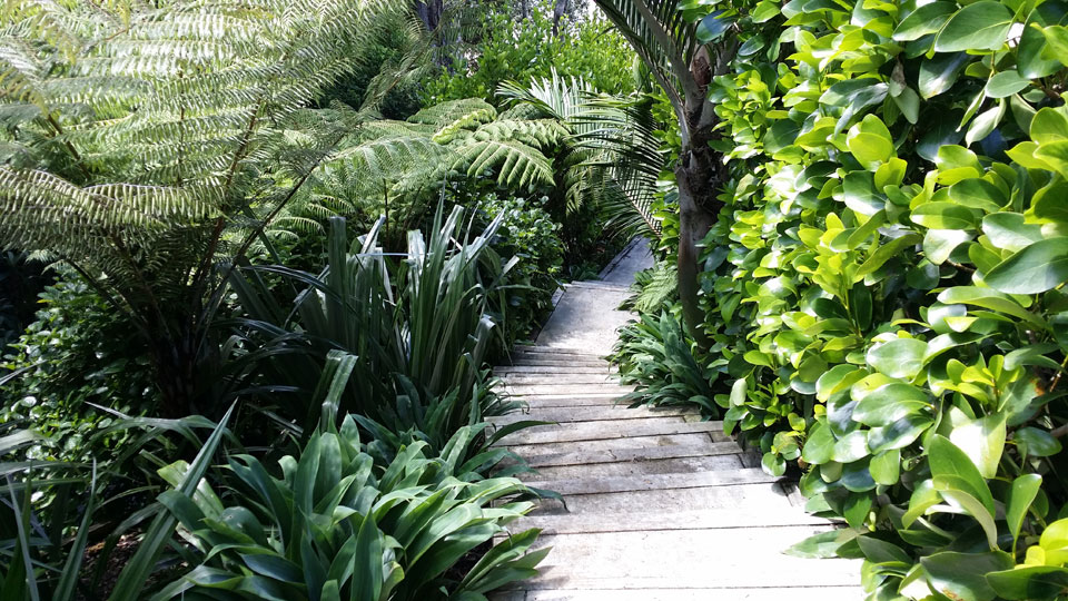 20 NZ Native Garden Ideas You Gonna Love | SharonSable