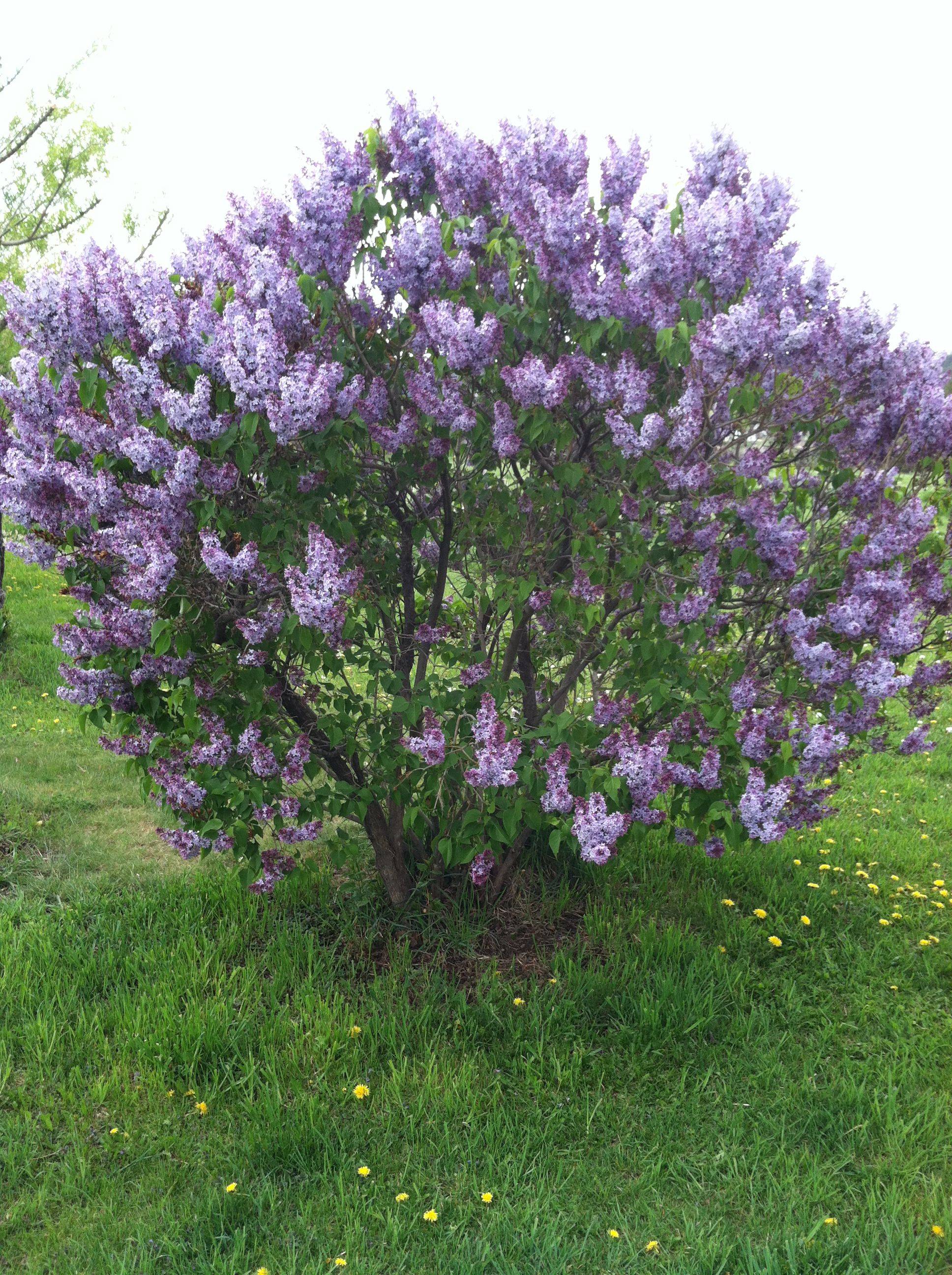 24 Beautiful Lilac Garden Ideas You Should Check | SharonSable