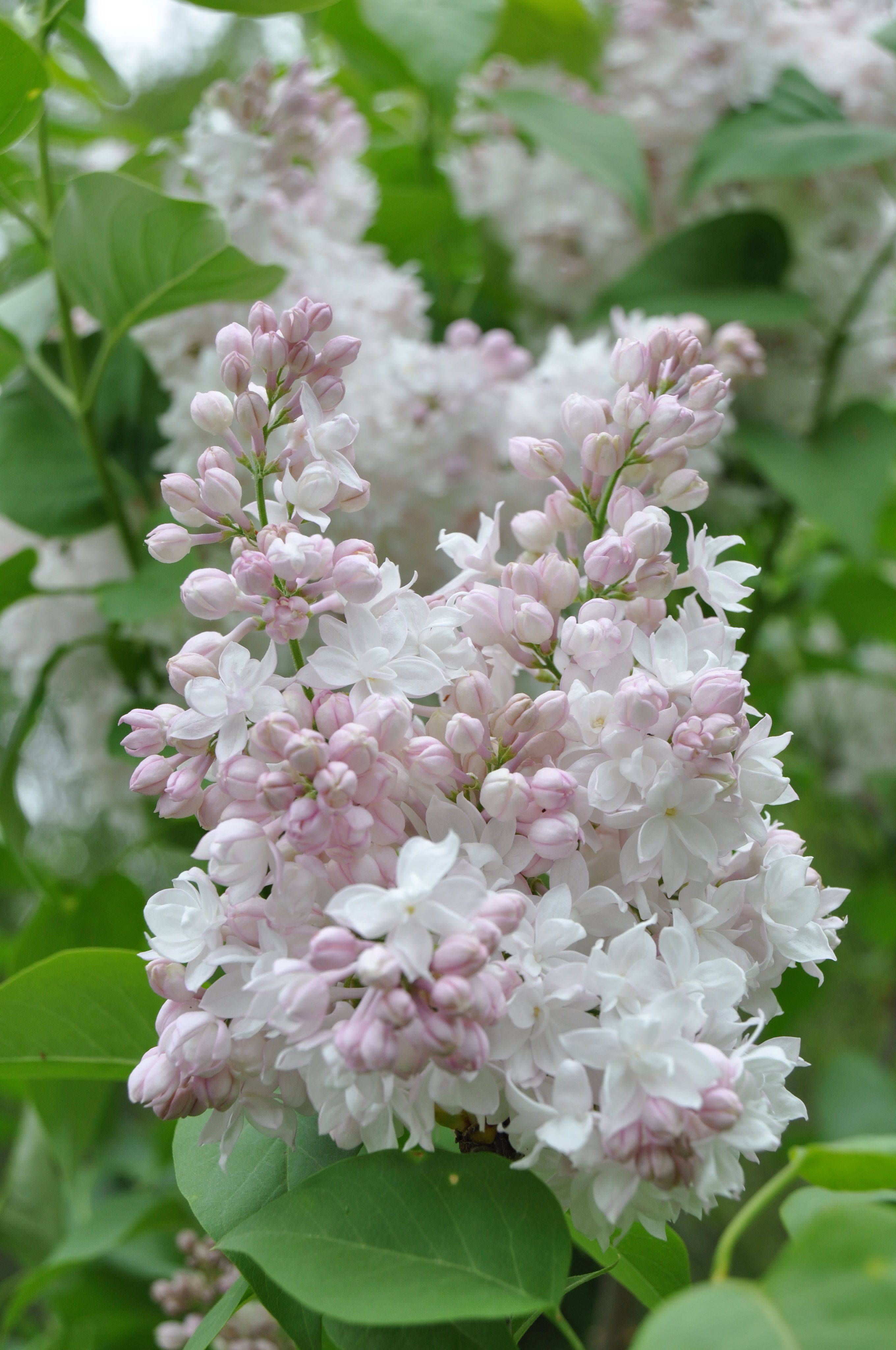 24 Beautiful Lilac Garden Ideas You Should Check | SharonSable