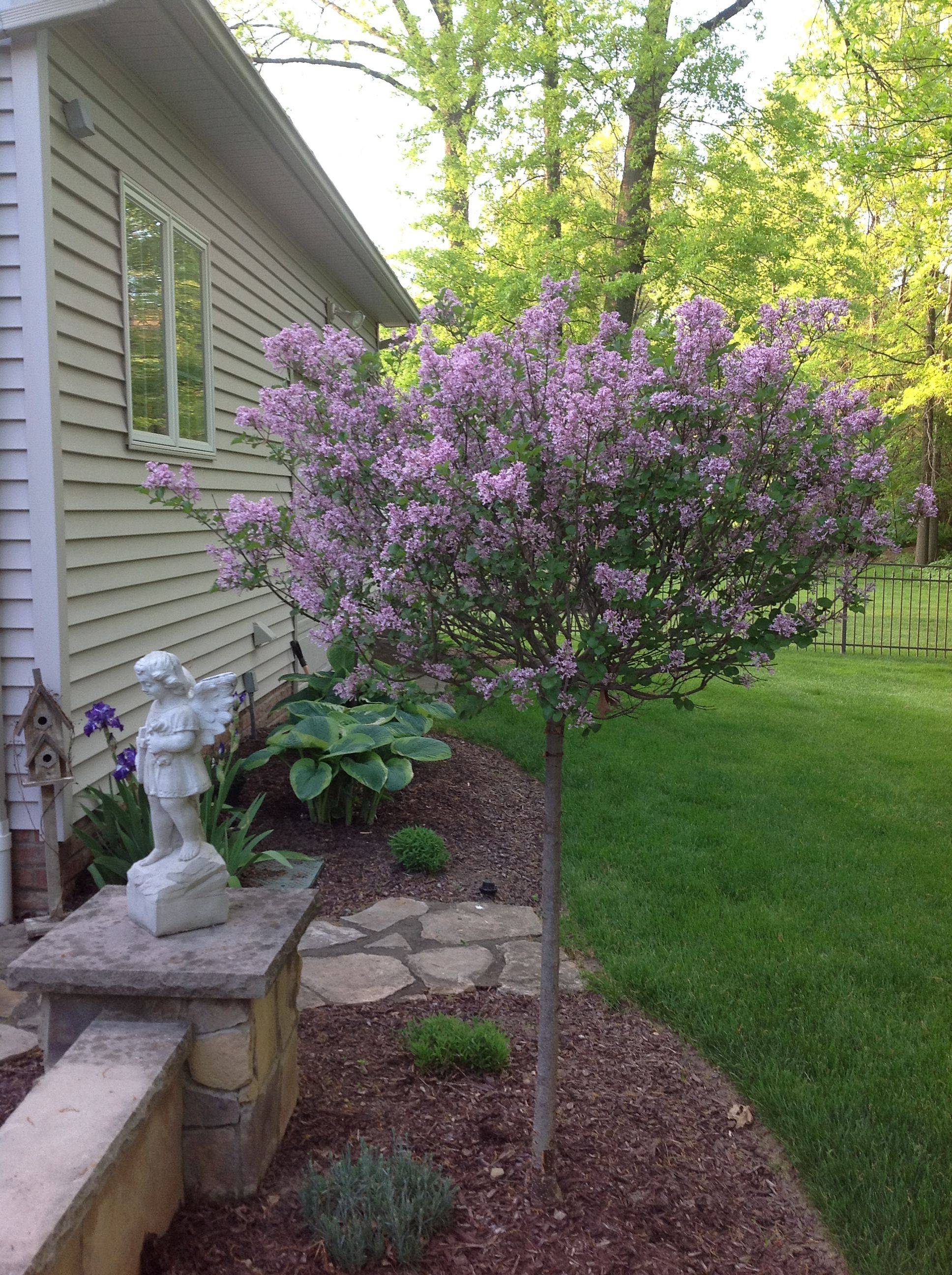24 Beautiful Lilac Garden Ideas You Should Check | SharonSable