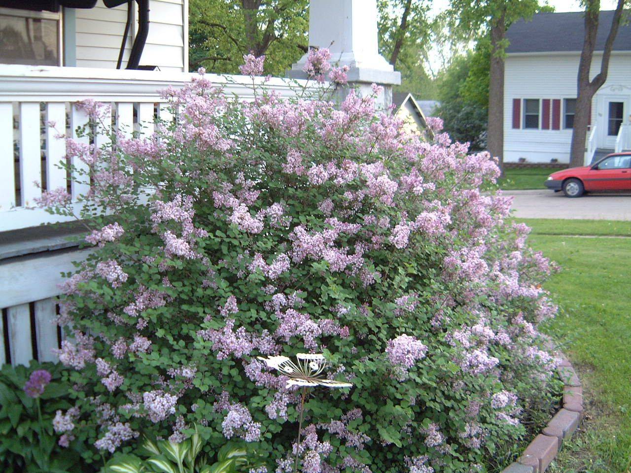 24 Beautiful Lilac Garden Ideas You Should Check | SharonSable
