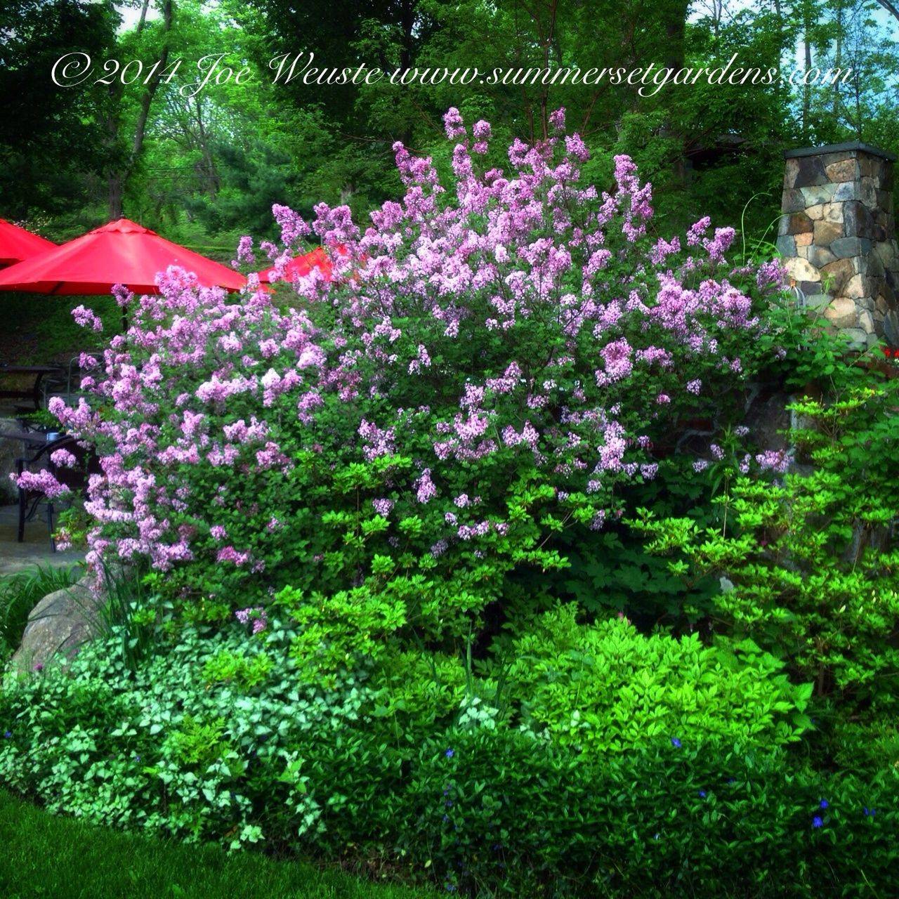 24 Beautiful Lilac Garden Ideas You Should Check | SharonSable