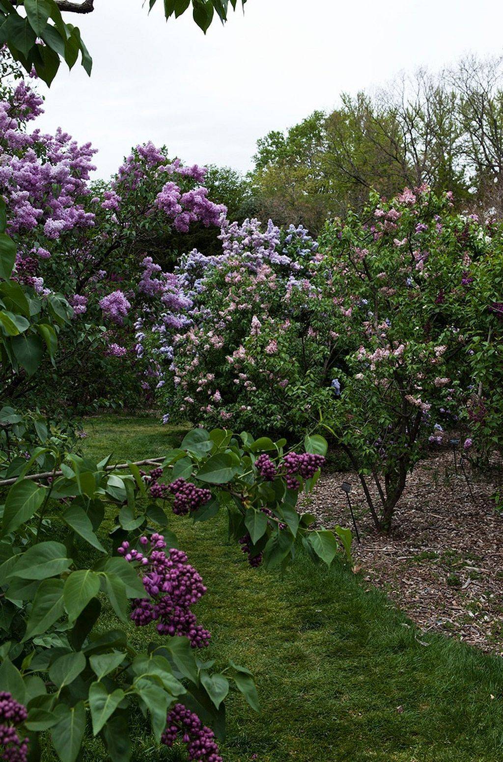 24 Beautiful Lilac Garden Ideas You Should Check | SharonSable