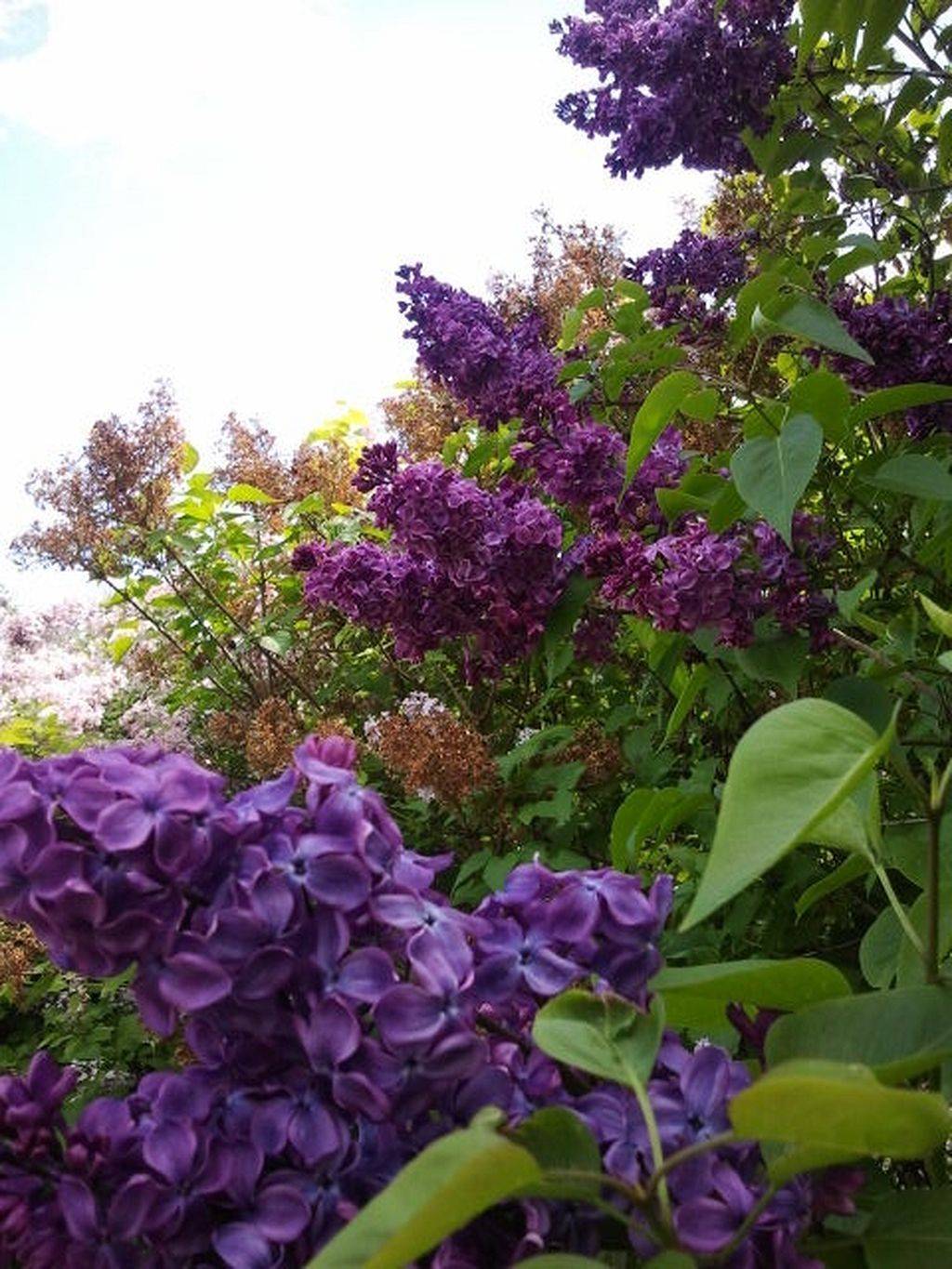 24 Beautiful Lilac Garden Ideas You Should Check | SharonSable