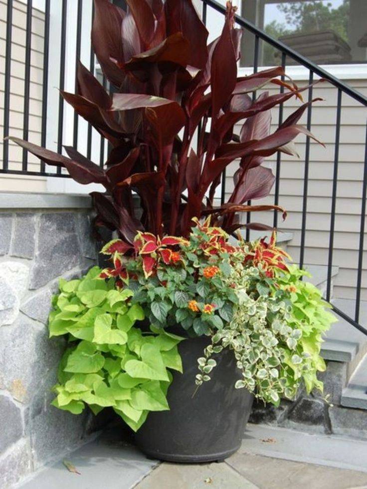 23 Lily Garden Ideas For This Year | SharonSable