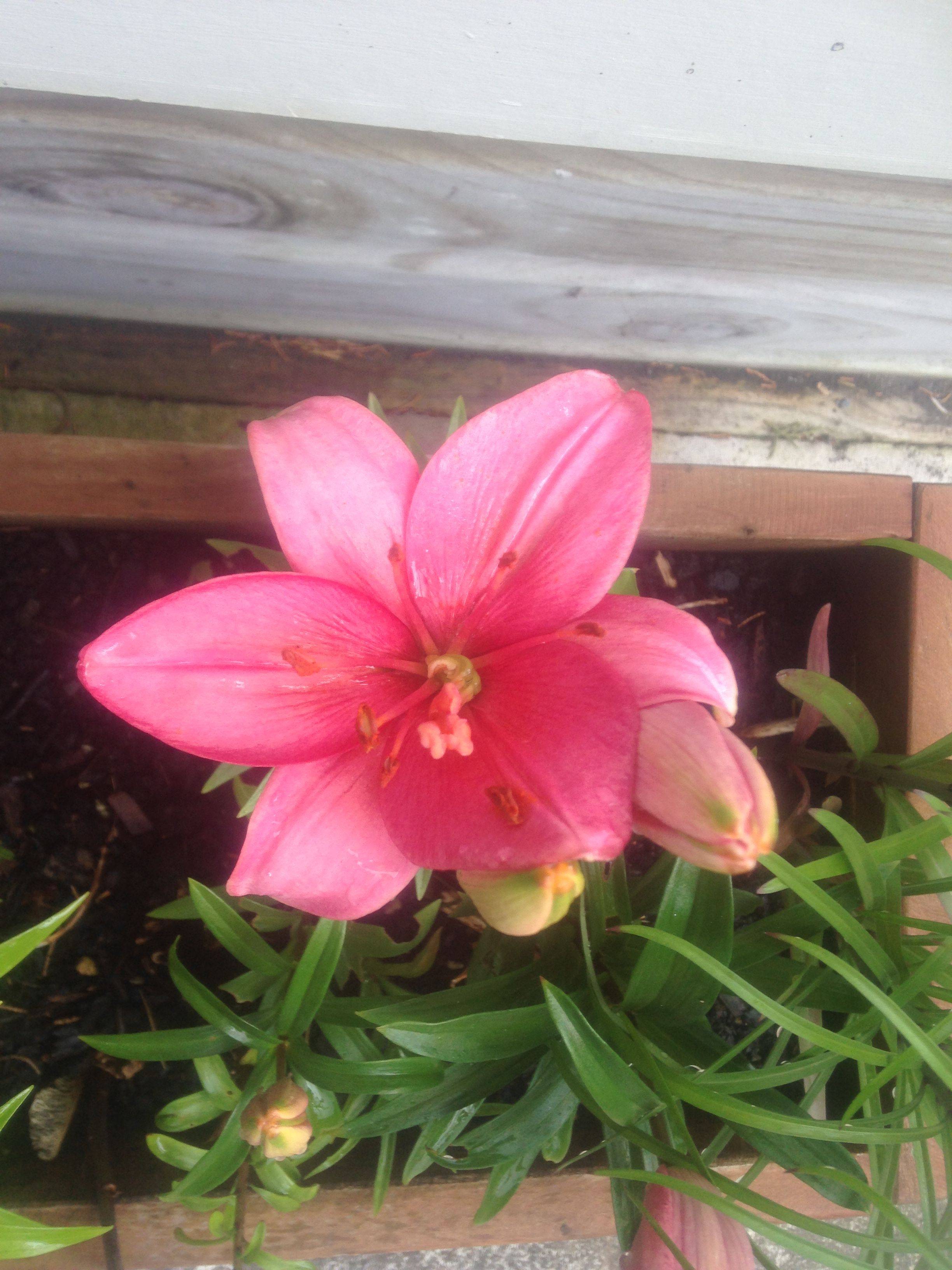 23 Lily Garden Ideas For This Year | SharonSable