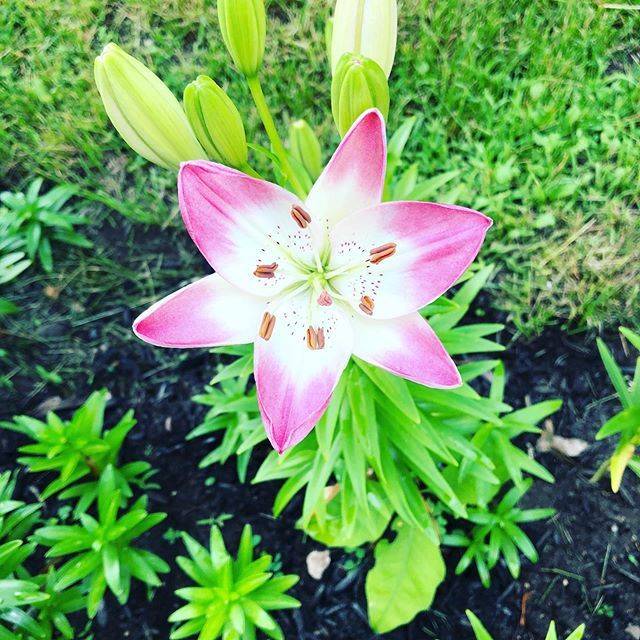 23 Lily Garden Ideas For This Year | SharonSable