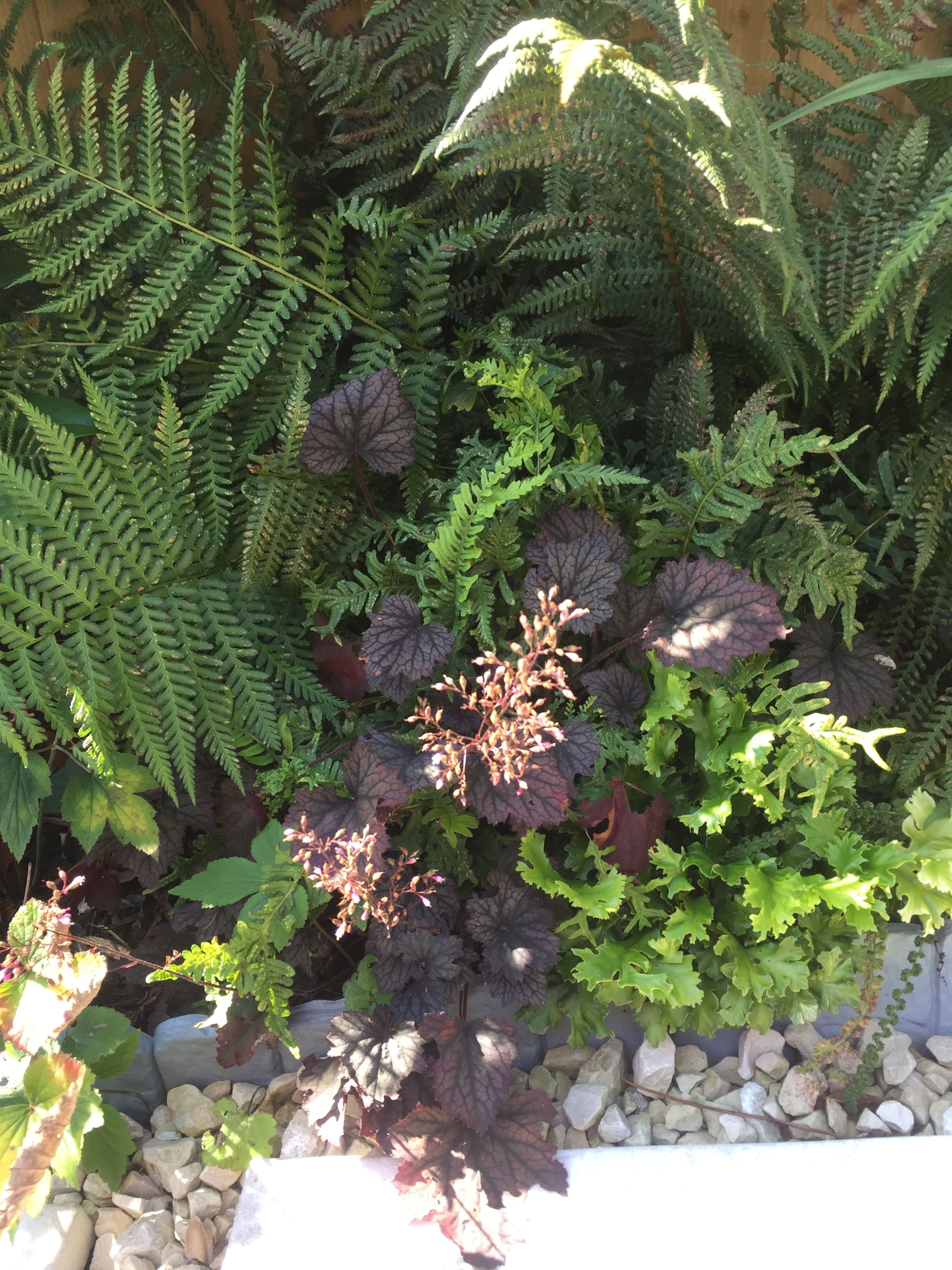 21 Japanese Garden Ferns Ideas You Gonna Love | SharonSable