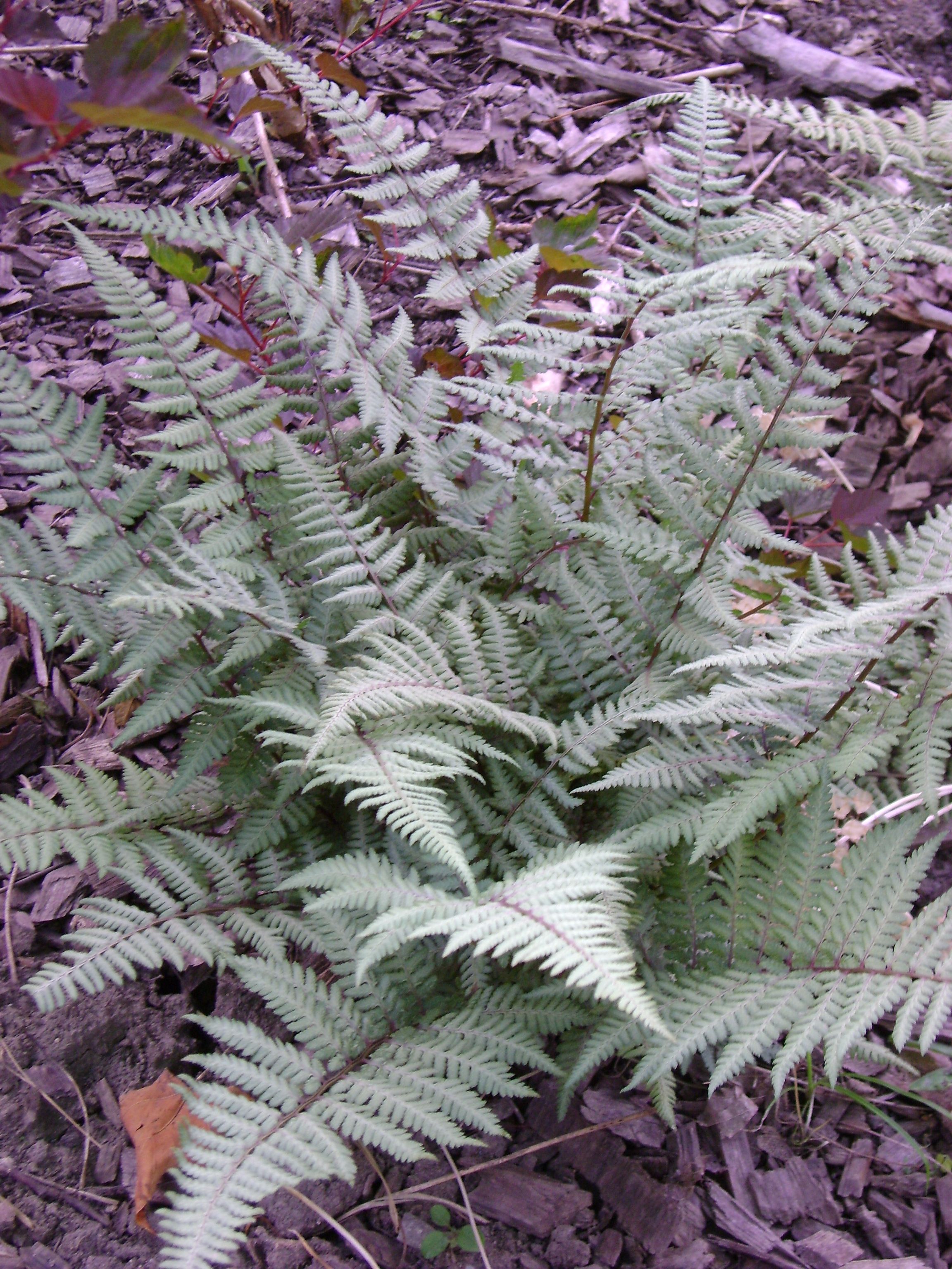 21 Japanese Garden Ferns Ideas You Gonna Love | SharonSable