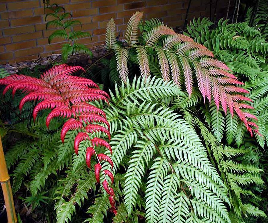 21 Japanese Garden Ferns Ideas You Gonna Love | SharonSable