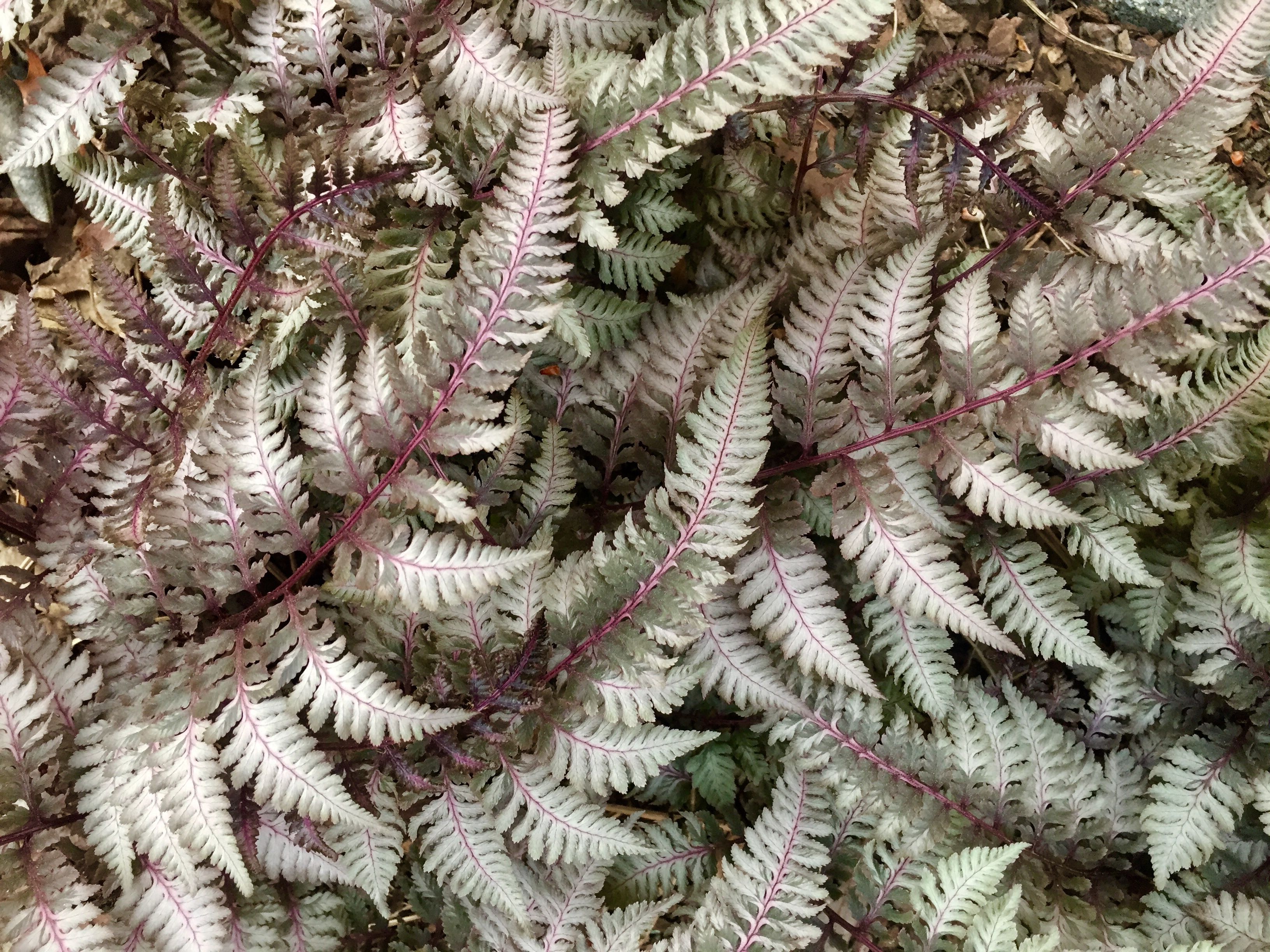 21 Japanese Garden Ferns Ideas You Gonna Love | SharonSable