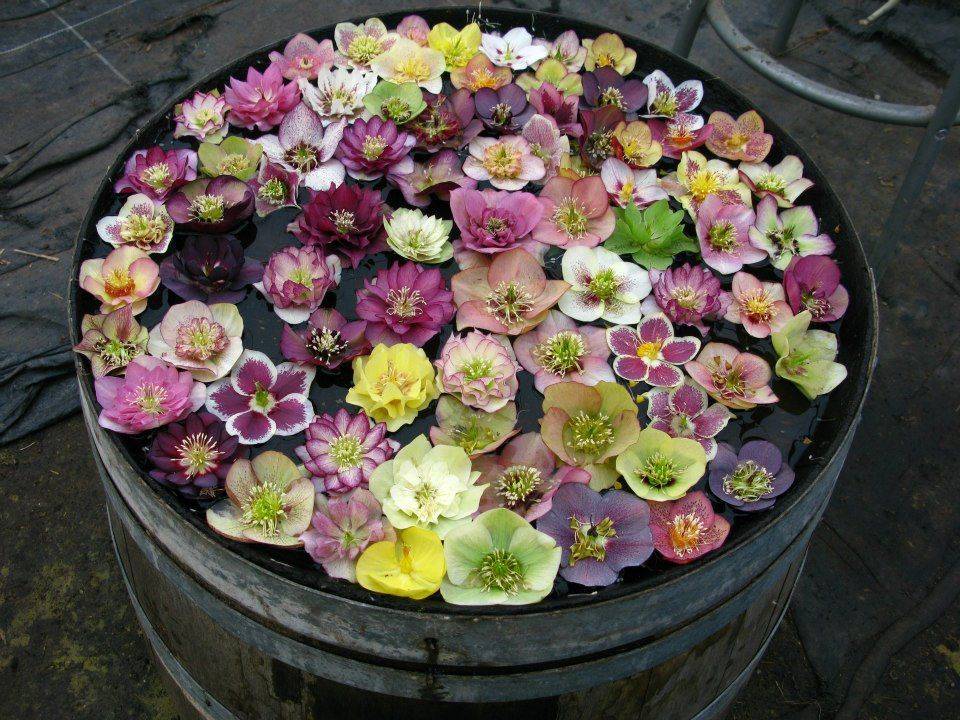 21 Floating Flower Garden Ideas Worth a Look | SharonSable