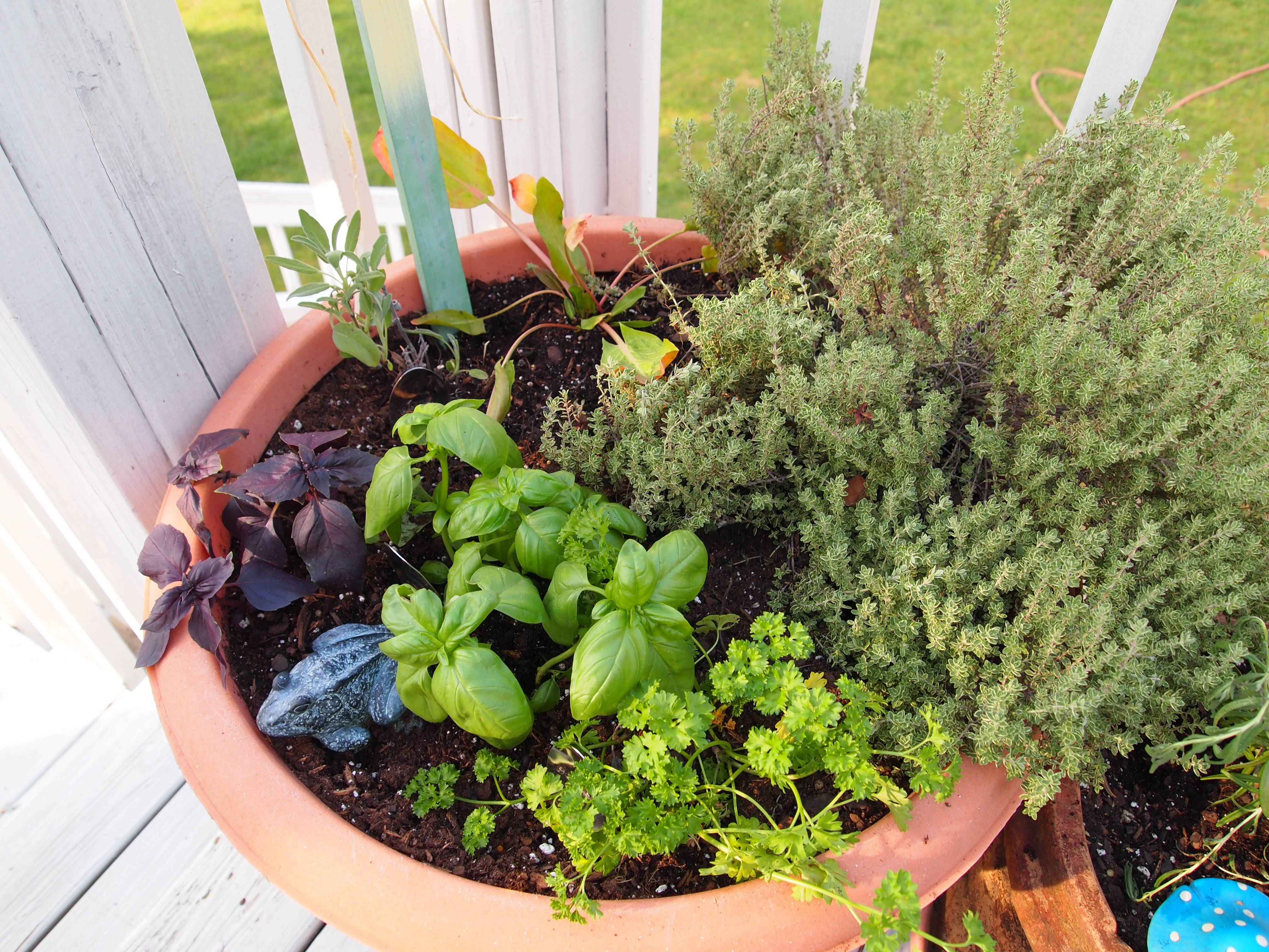 21 Container Herb Garden Layout Ideas You Gonna Love | SharonSable