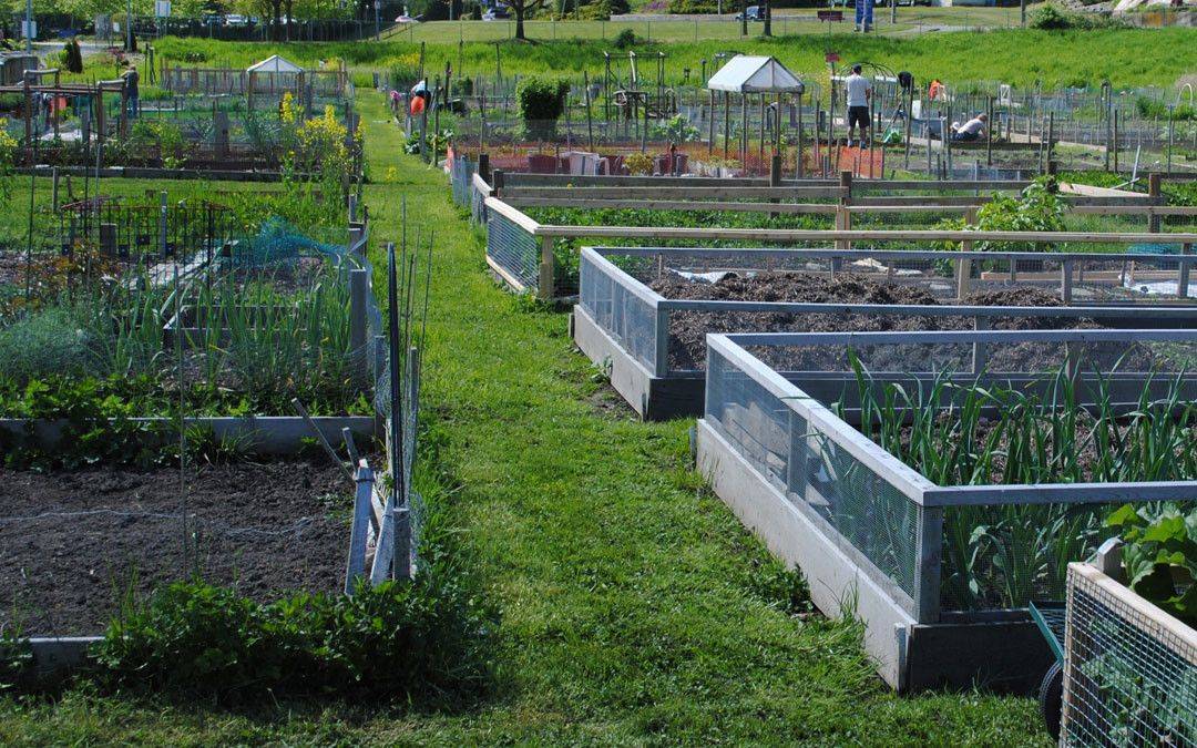 21 Community Garden Design Ideas You Should Look | SharonSable