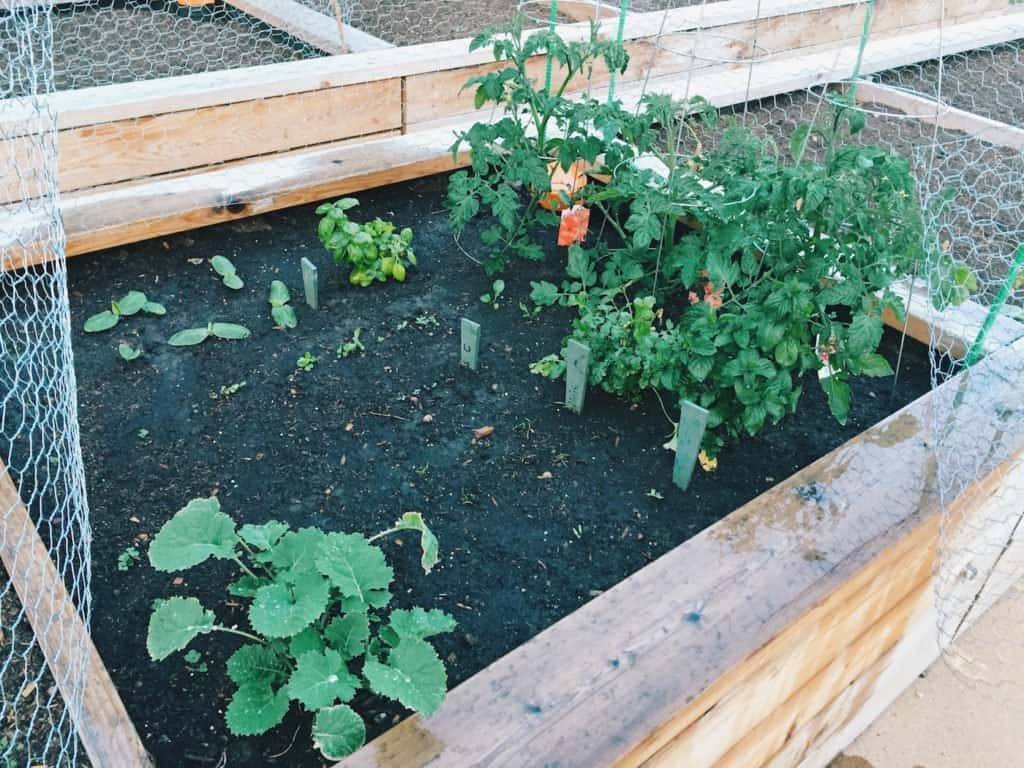 24 Community Garden Plot Ideas To Consider | SharonSable