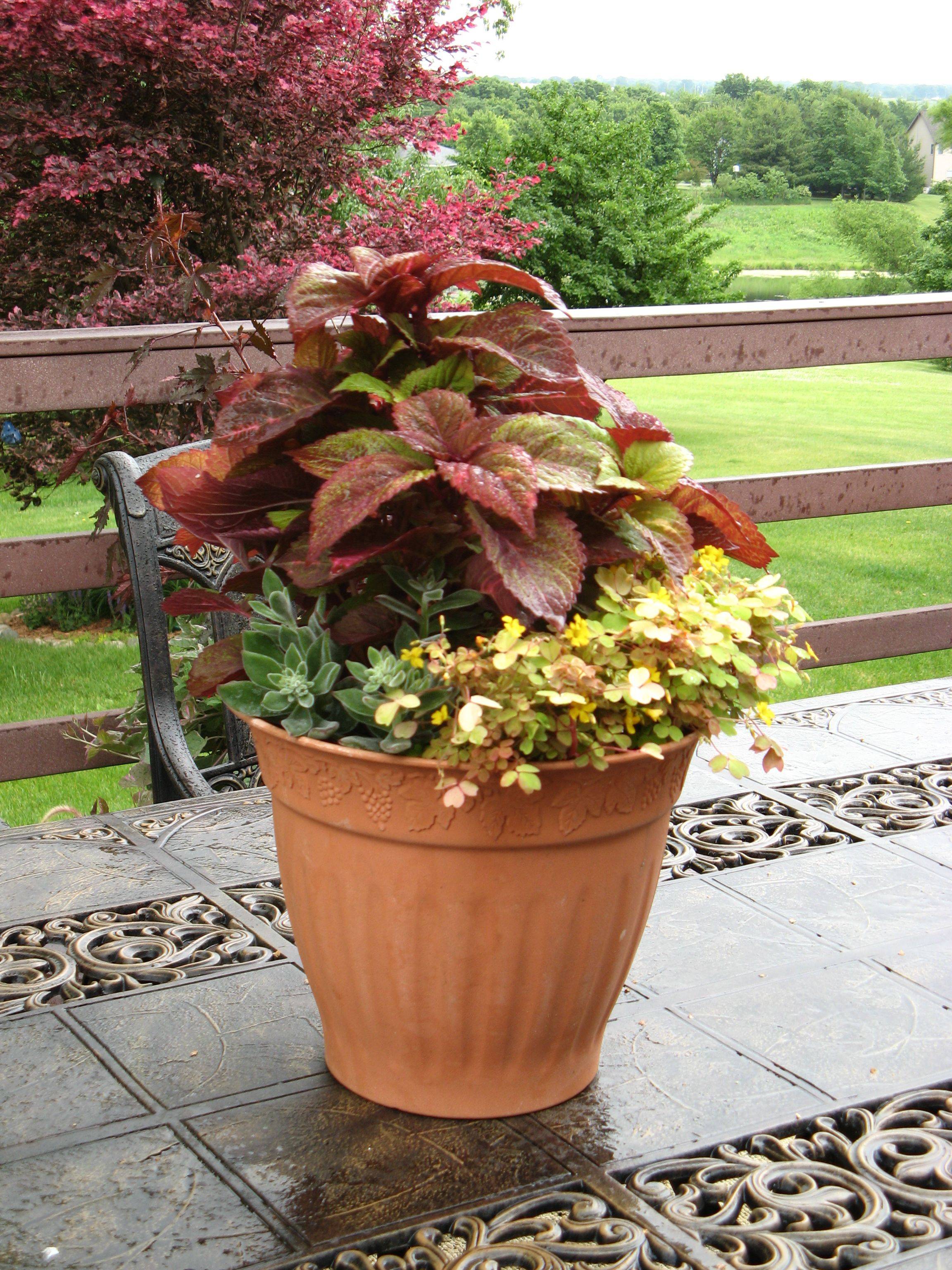 24 Coleus Garden Ideas You Should Look | SharonSable