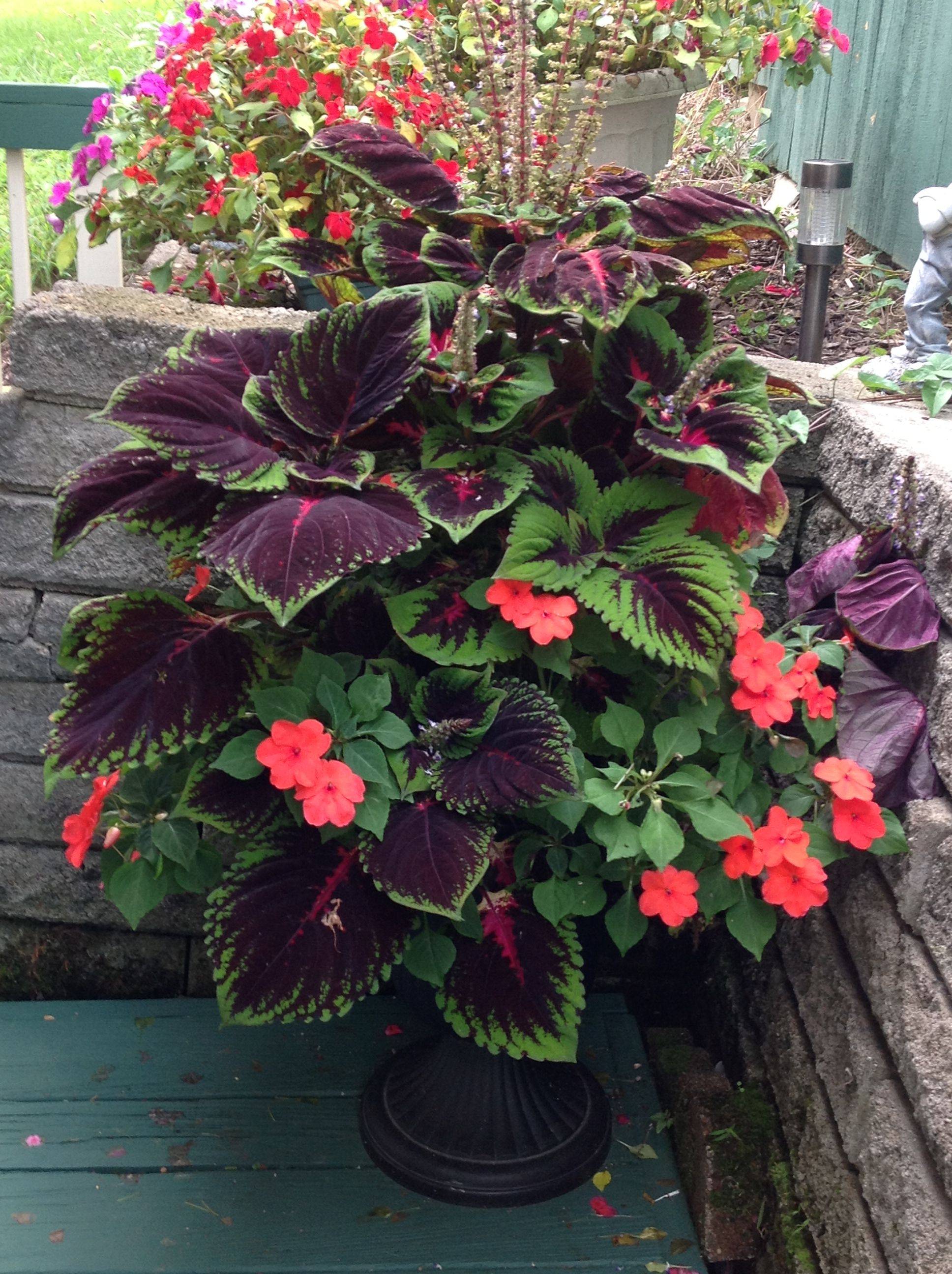 24 Coleus Garden Ideas You Should Look | SharonSable