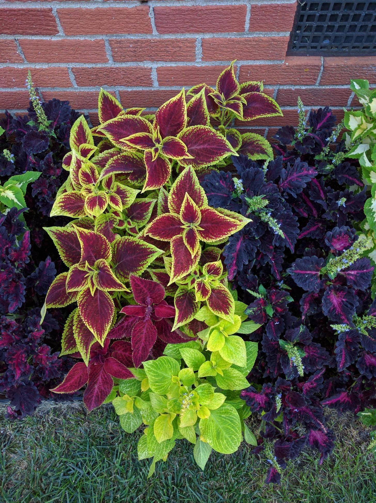 24 Coleus Garden Ideas You Should Look | SharonSable