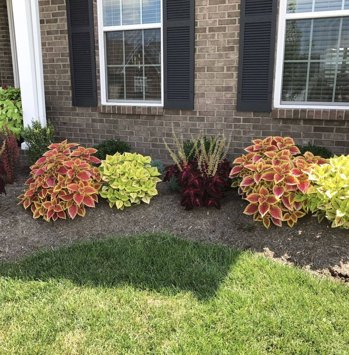24 Coleus Garden Ideas You Should Look | SharonSable