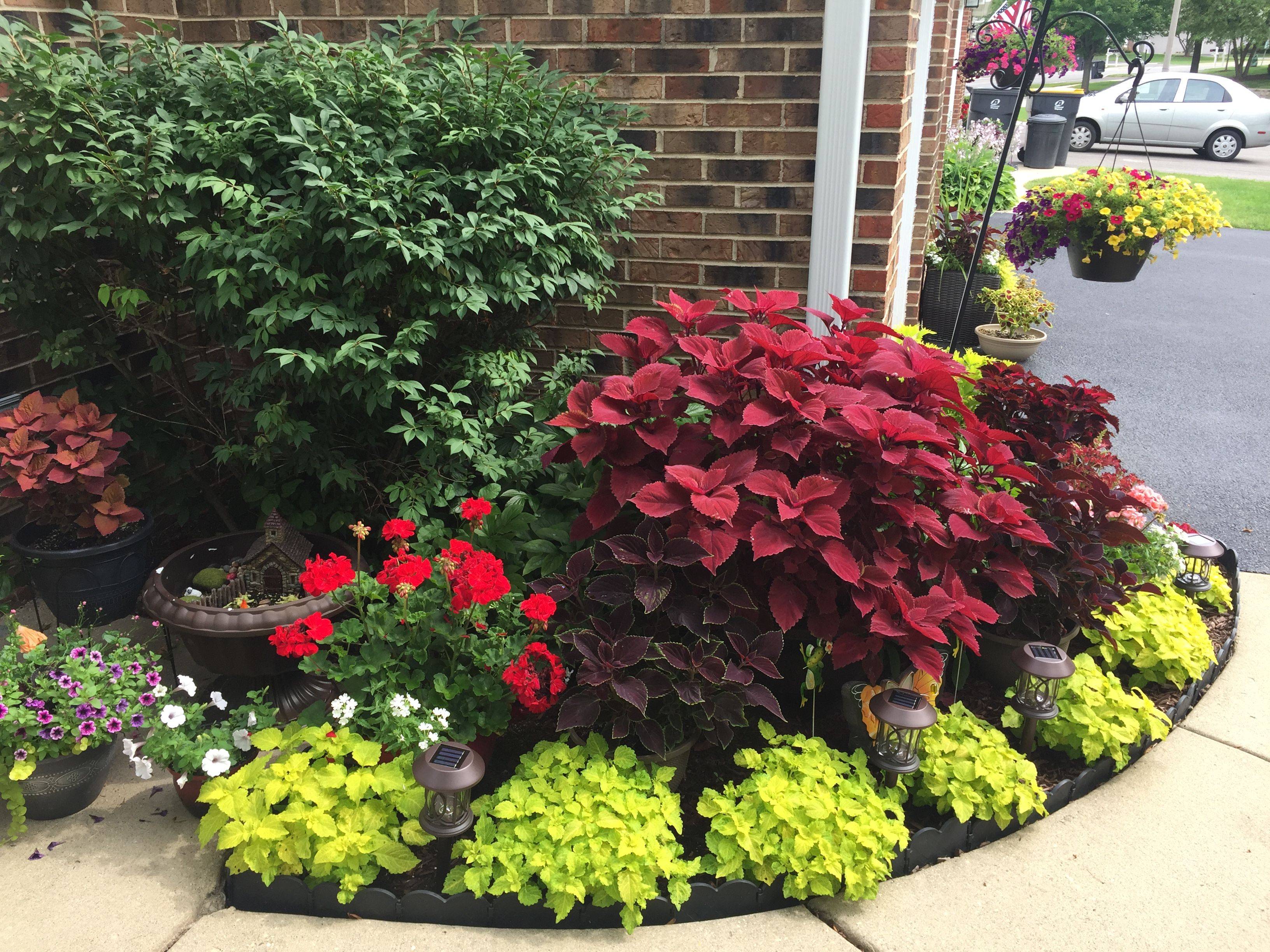 24 Coleus Garden Ideas You Should Look | SharonSable