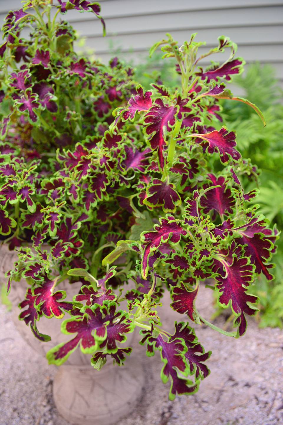 24 Coleus Garden Ideas You Should Look | SharonSable