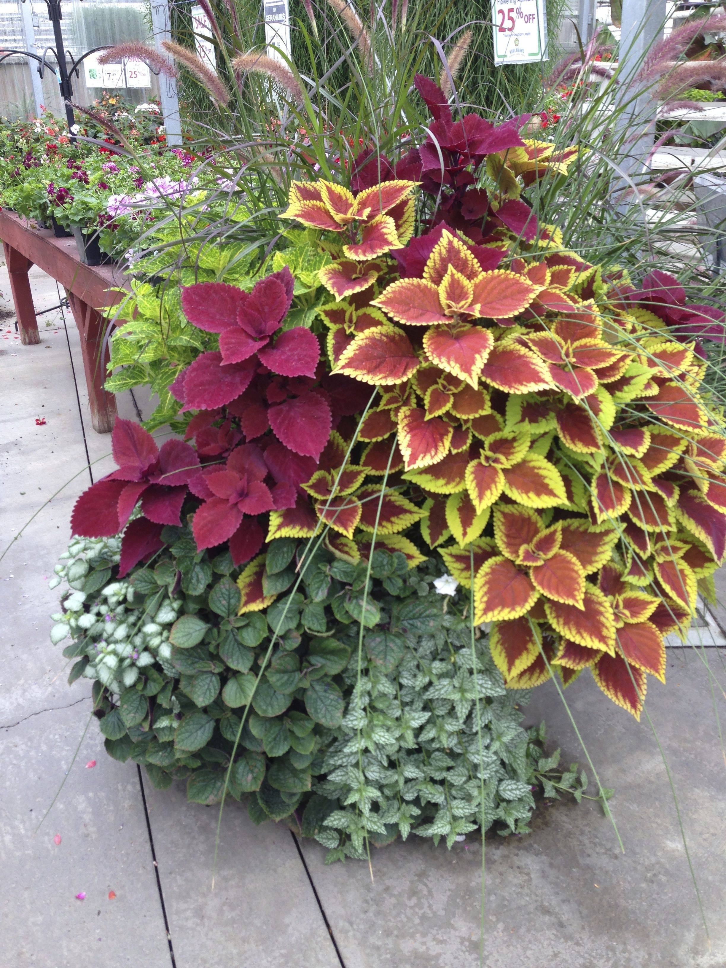 24 Coleus Garden Ideas You Should Look | SharonSable