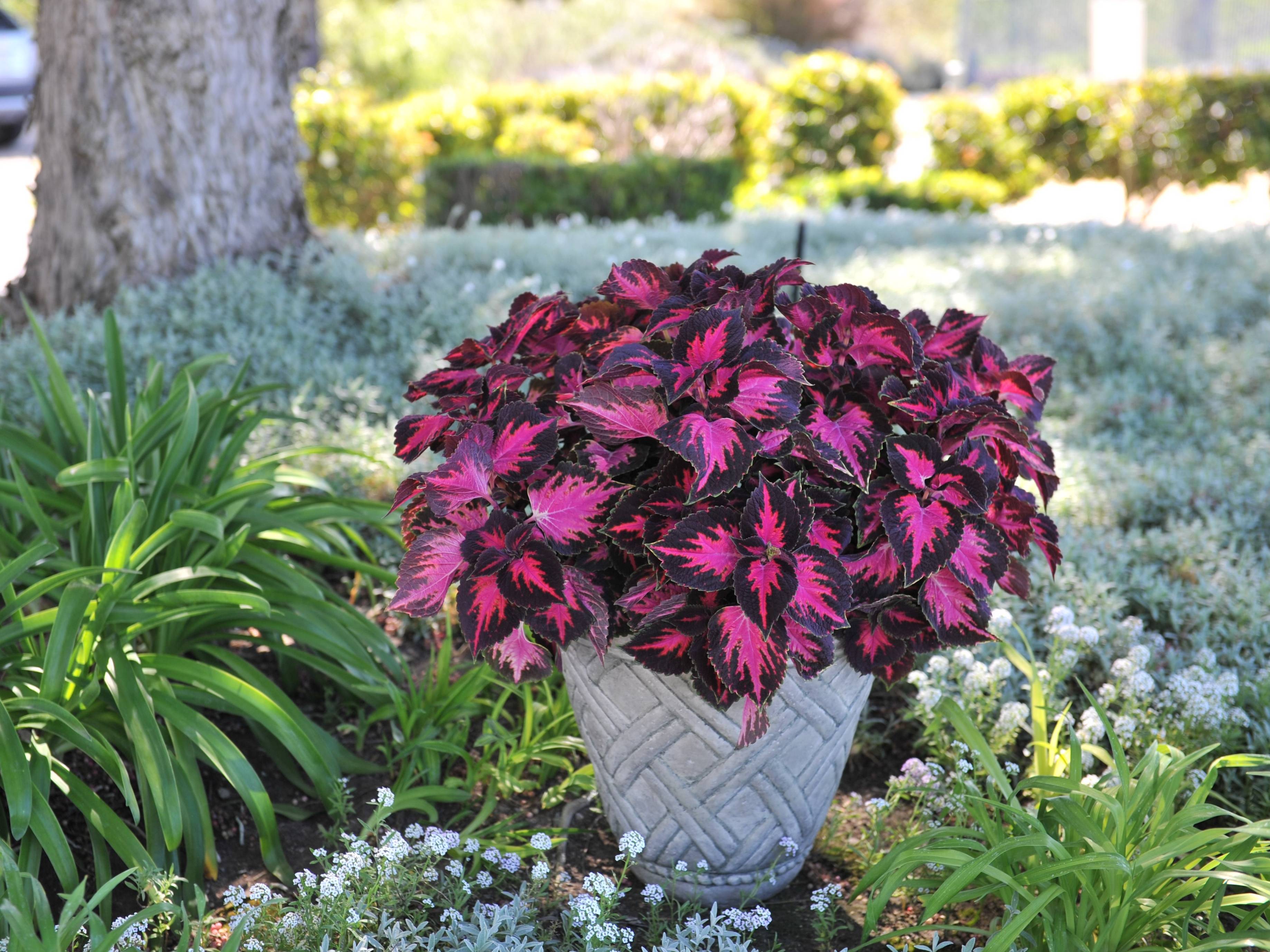 24 Coleus Garden Ideas You Should Look | SharonSable