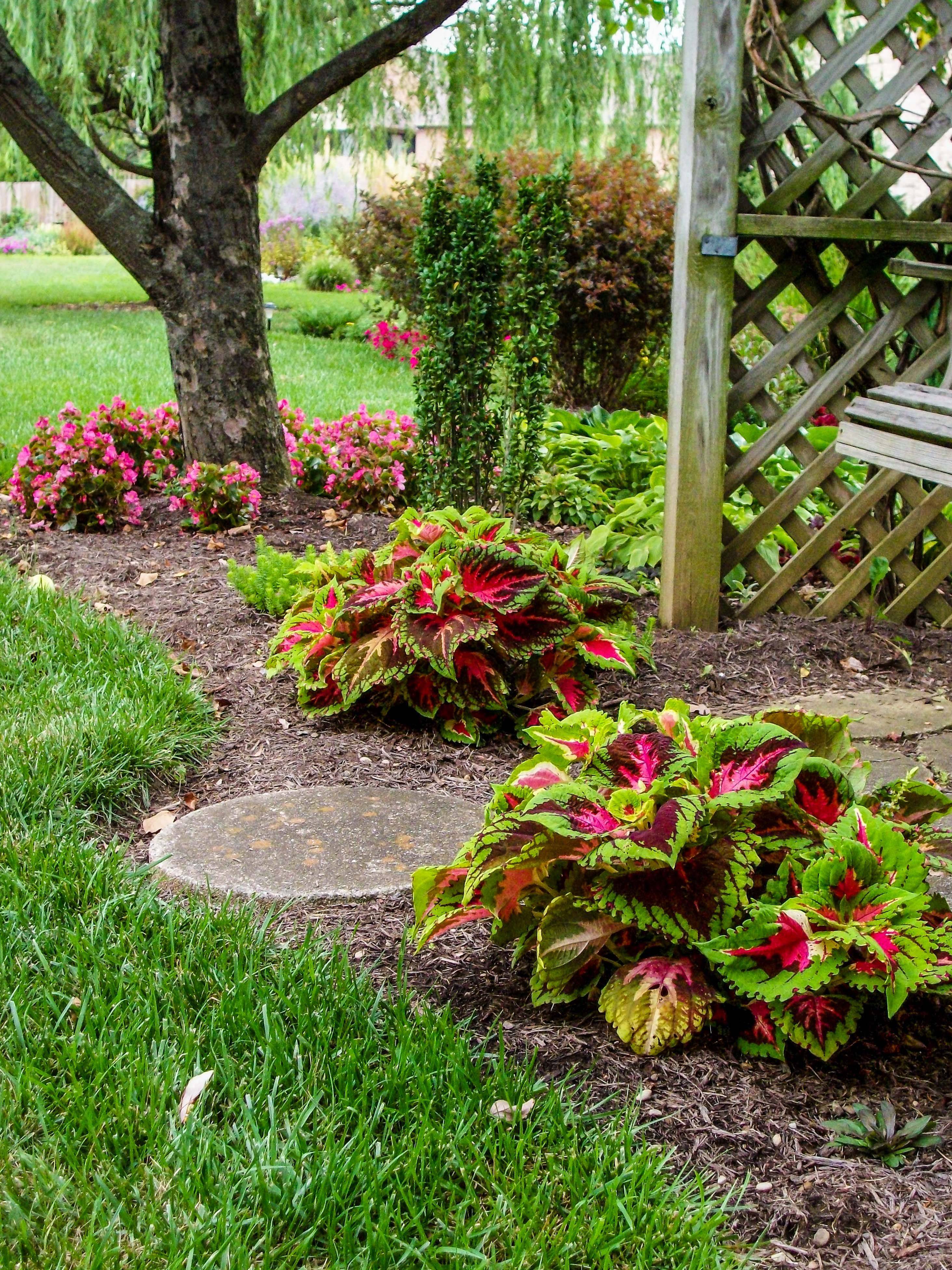 24 Coleus Garden Ideas You Should Look | SharonSable