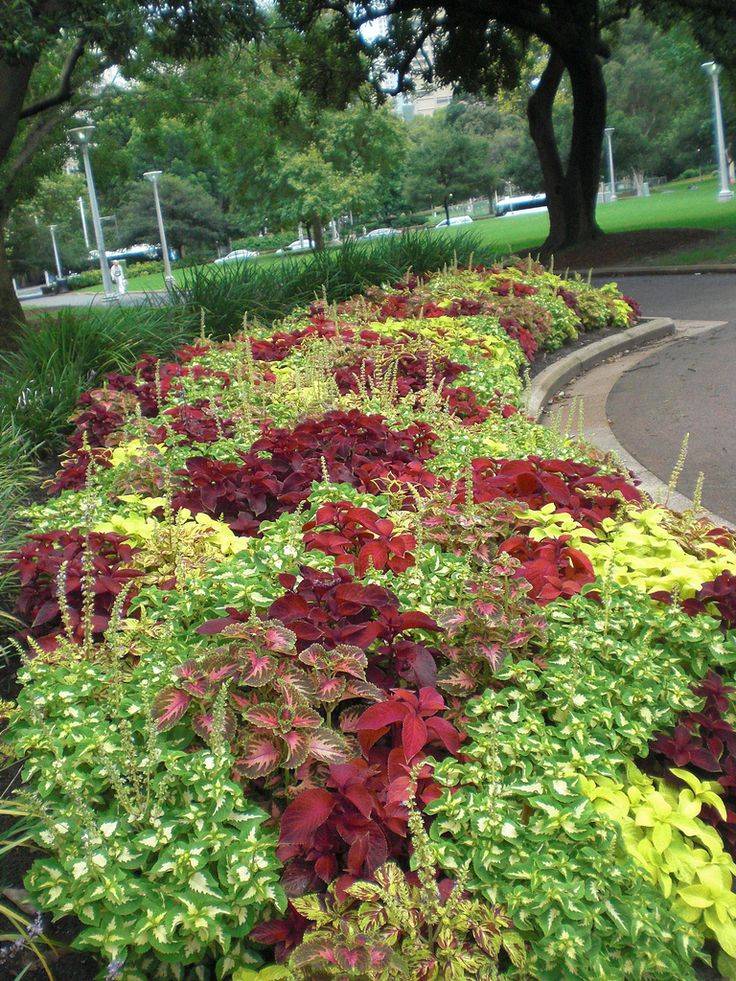 24 Coleus Garden Ideas You Should Look | SharonSable