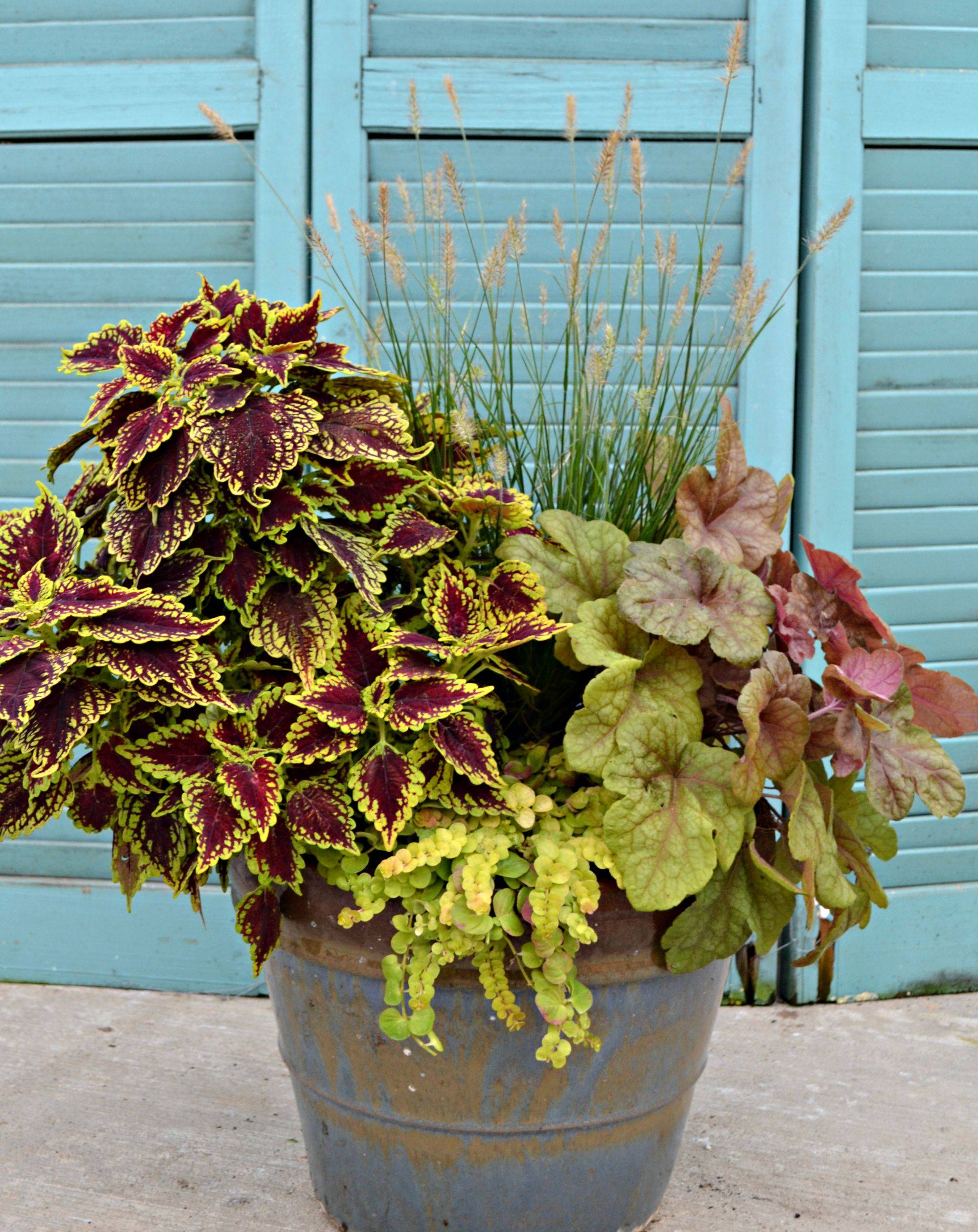 24 Coleus Garden Ideas You Should Look | SharonSable