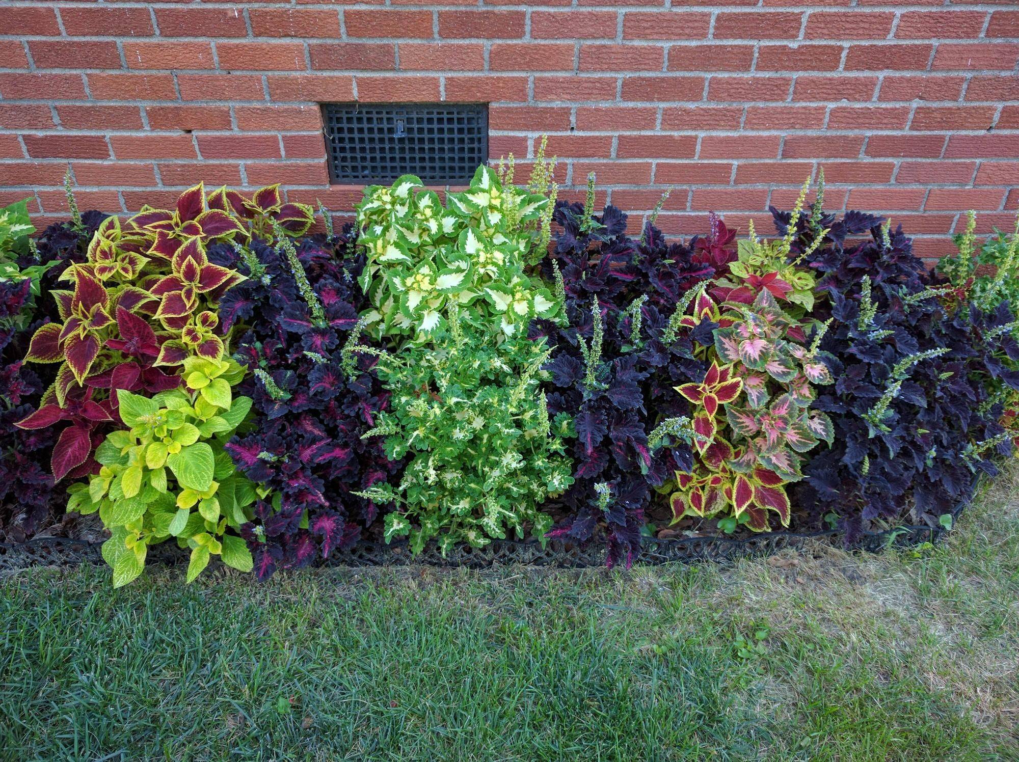 24 Coleus Garden Ideas You Should Look | SharonSable
