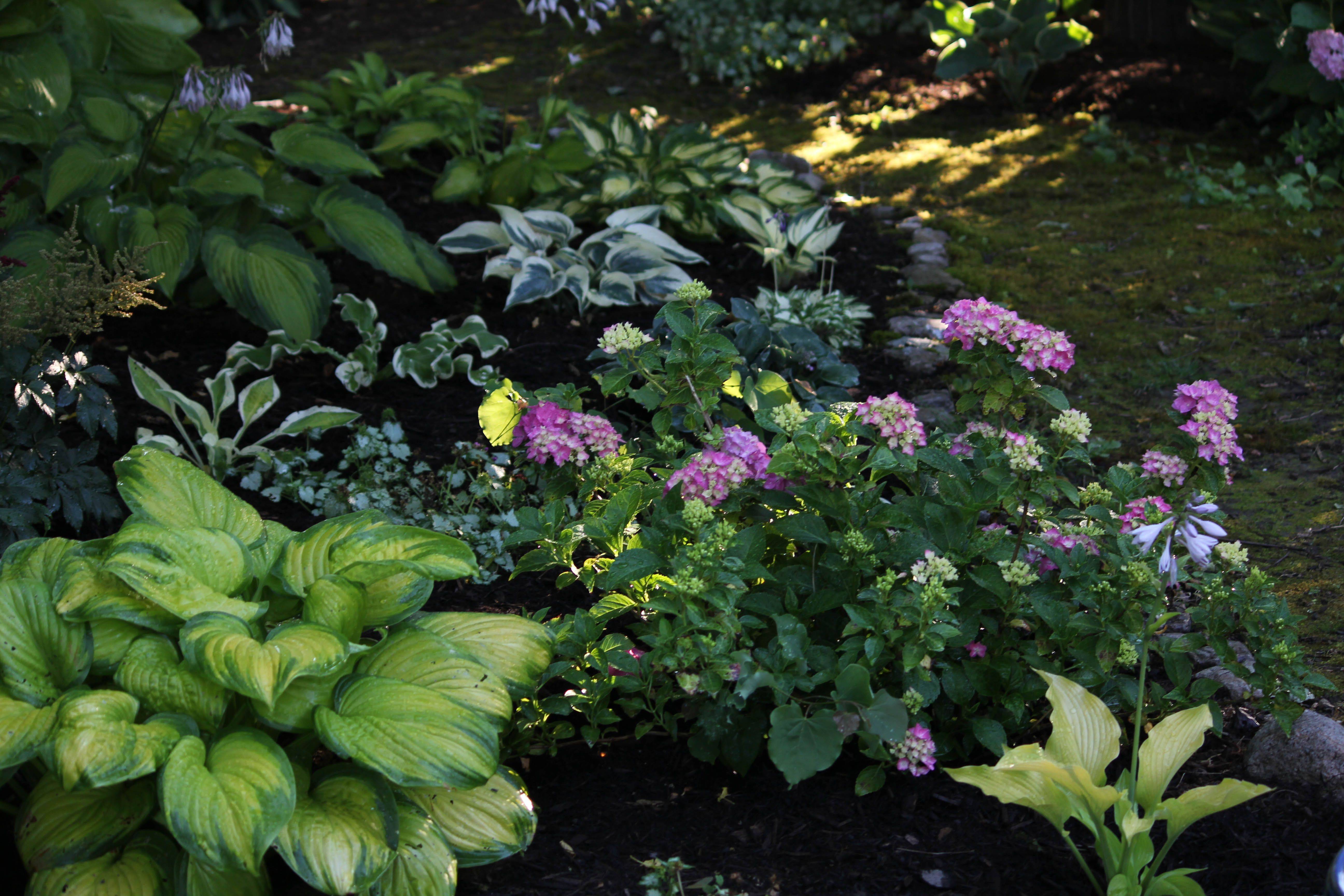 23 Hydrangea and Hosta Garden Ideas To Try This Year | SharonSable
