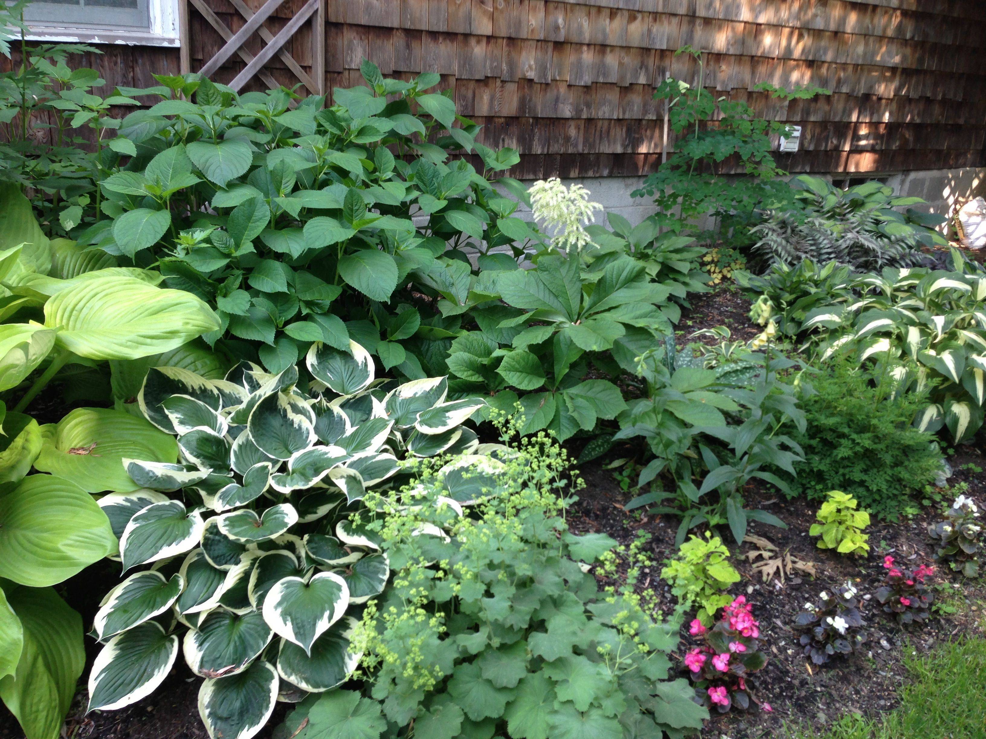 23 Hydrangea and Hosta Garden Ideas To Try This Year | SharonSable