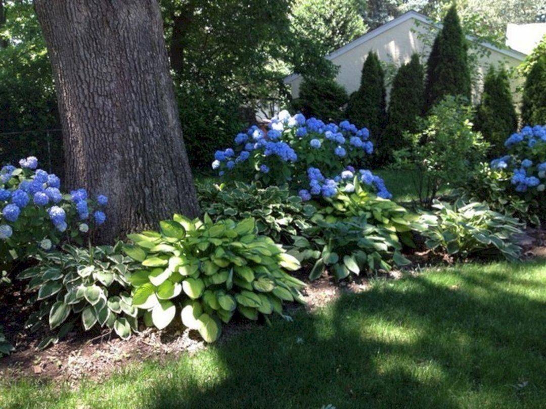 21 Hydrangea Shade Garden Ideas You Gonna Love | SharonSable