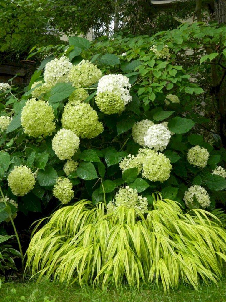 21 Hydrangea Shade Garden Ideas You Gonna Love | SharonSable